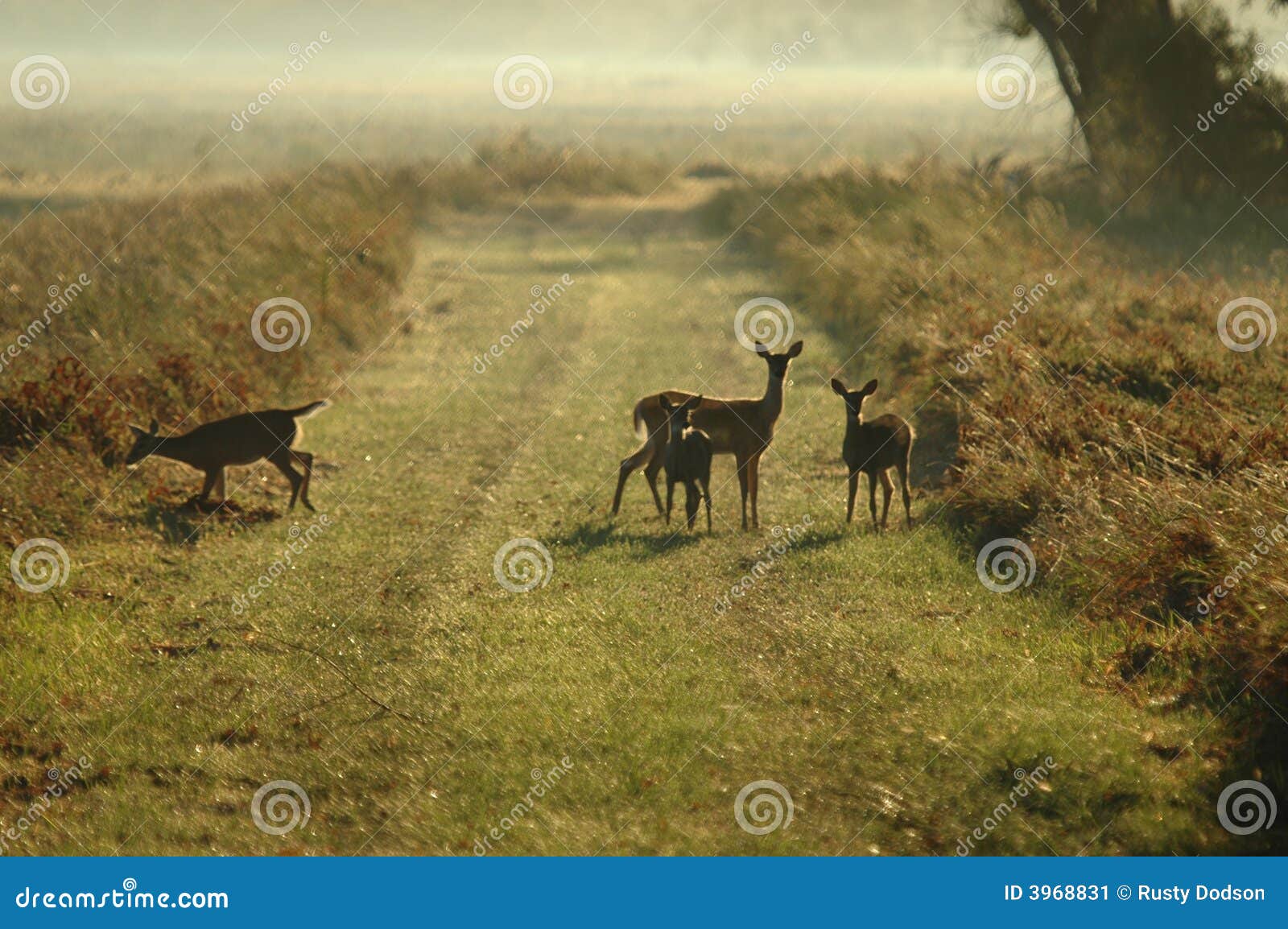 Deer Family stock image. Image of scatter, sunrise, white - 3968831