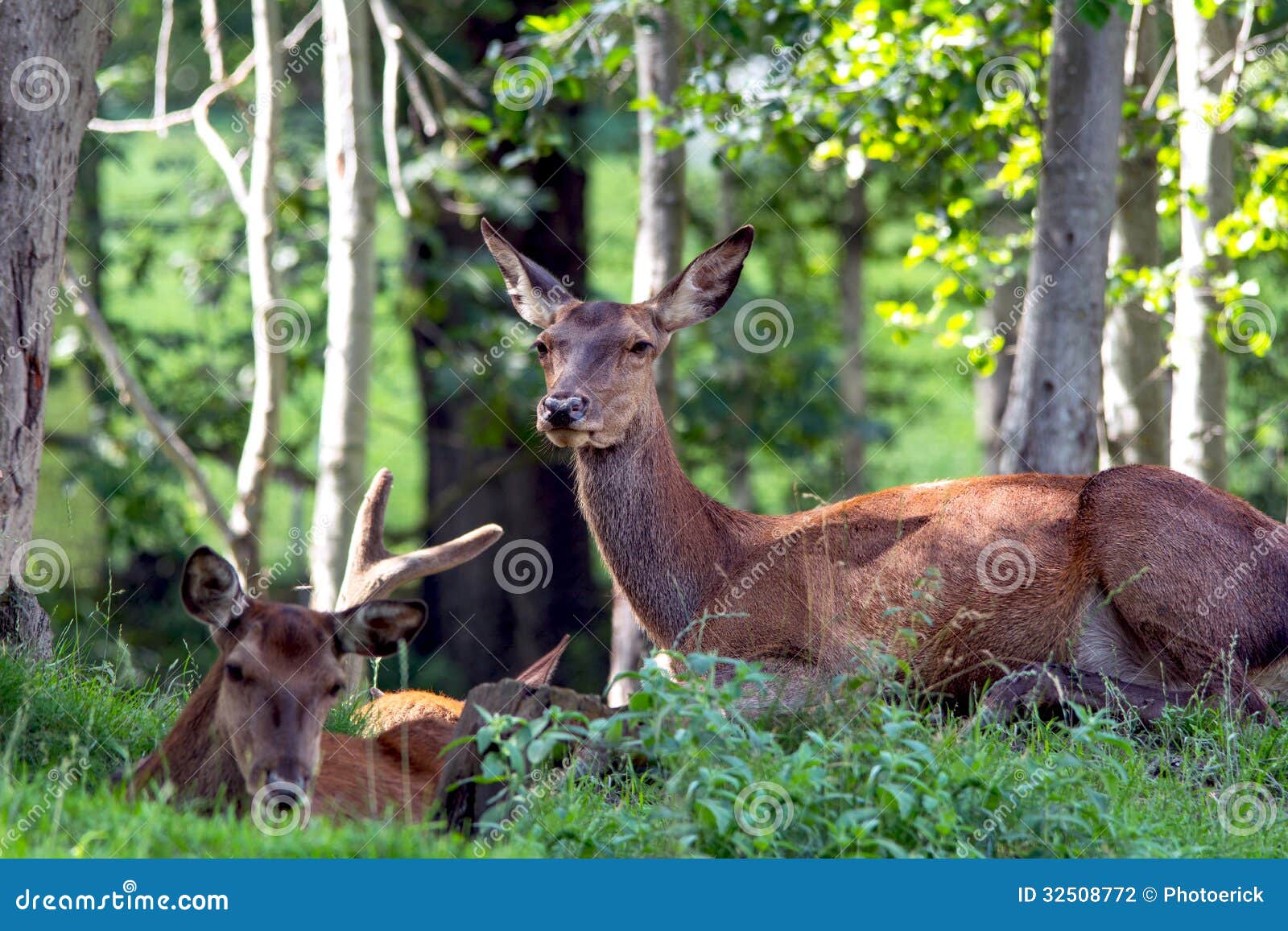 Deer stock photo. Image of family, deer, stag, cervus - 32508772