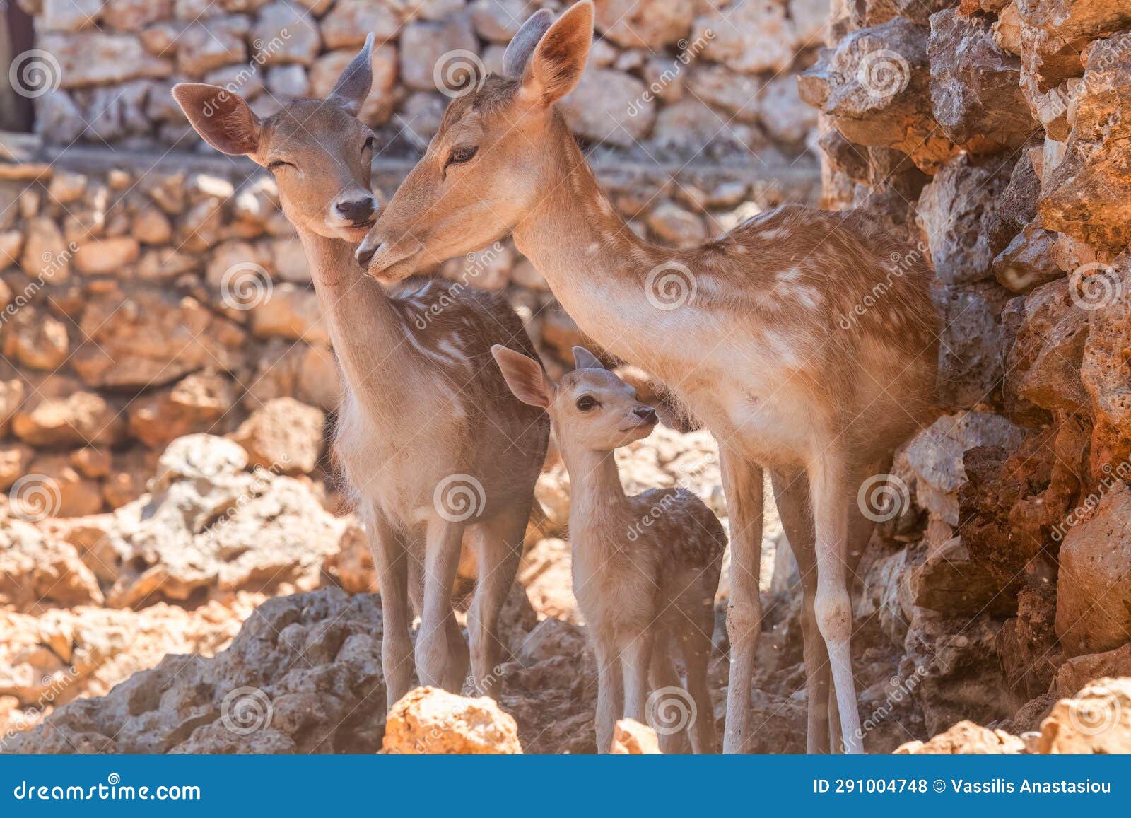 Deer Family in a Farm. Close Up View. Stock Photo - Image of animals ...