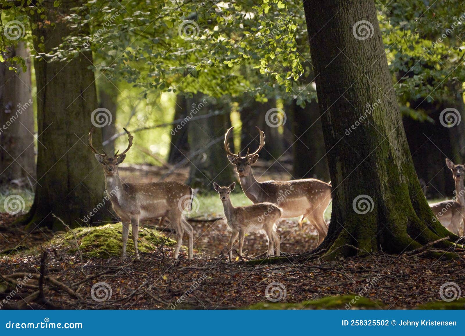 Deer family in forest stock photo. Image of nature, trees - 258325502