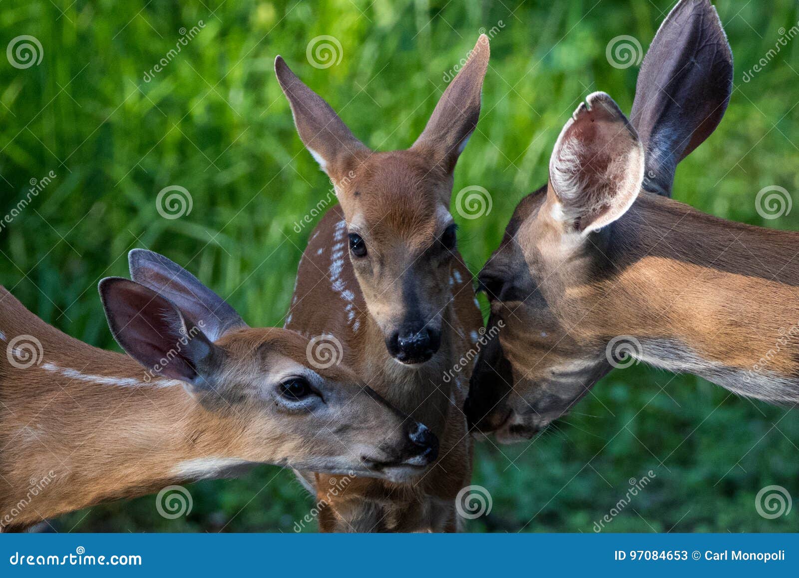 Deer Family stock image. Image of together, female, animal - 97084653