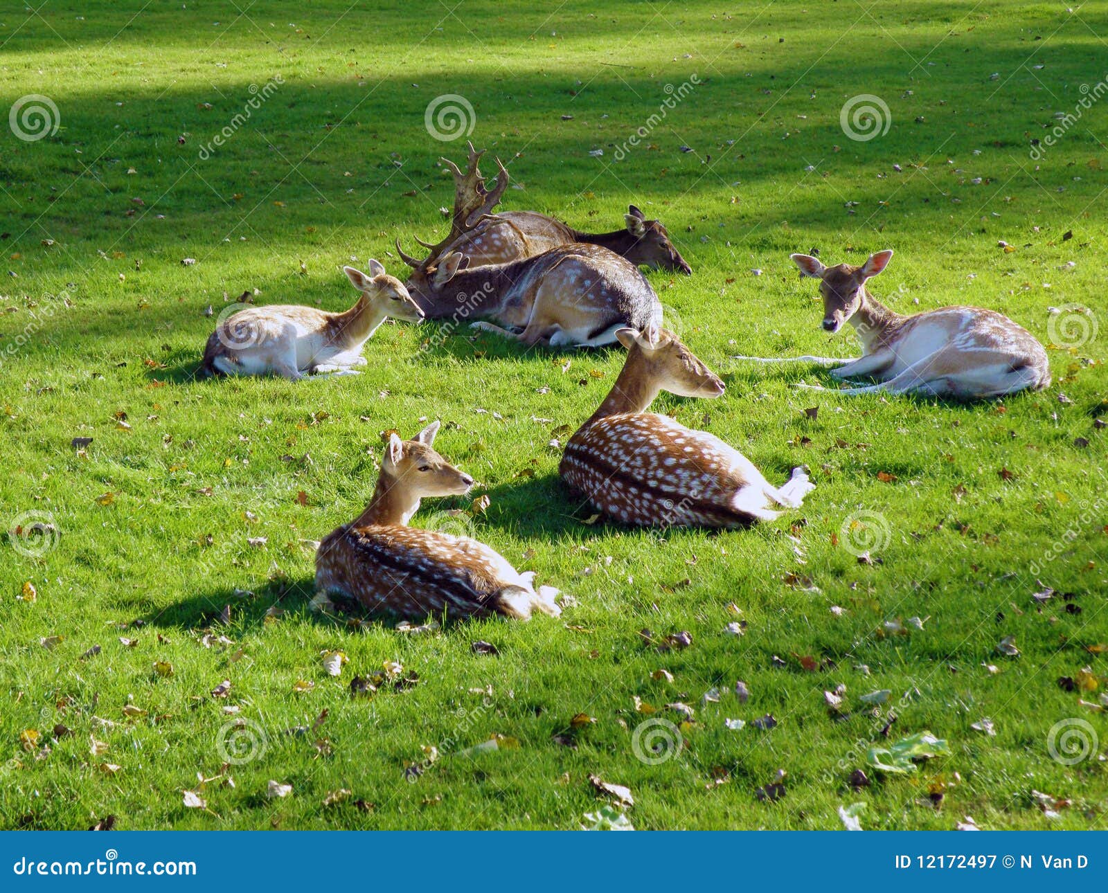 Deer Family Resting on Grass Stock Image - Image of deer, left: 12172497