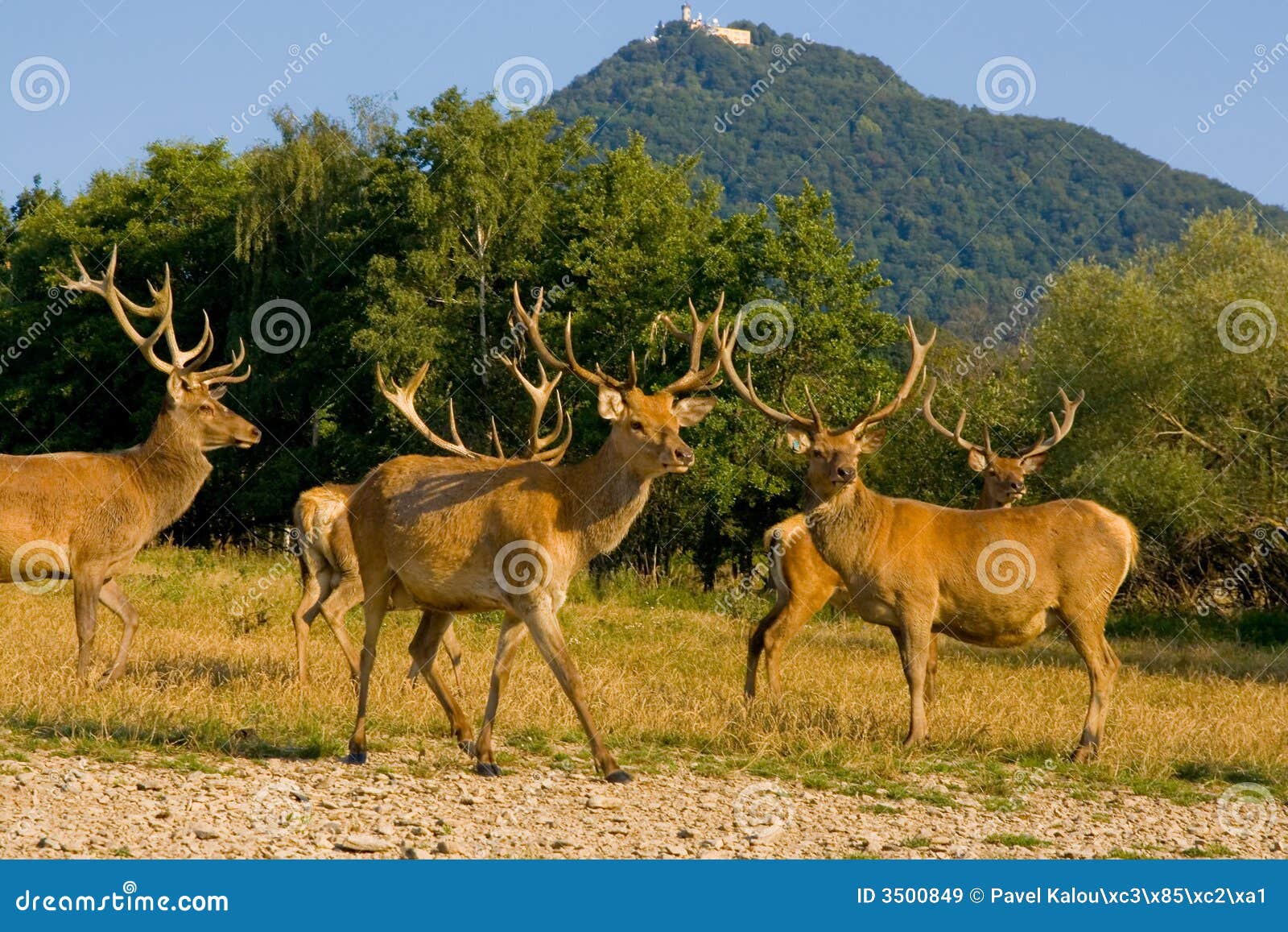 At the Deer Farm stock image. Image of camp, venison, deer - 3500849