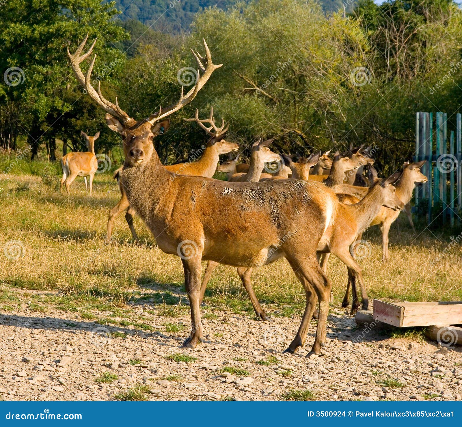 At the Deer Farm stock photo. Image of stag, camp, hart - 3500924