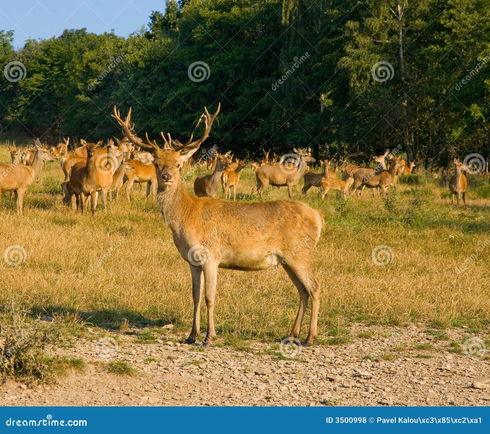 At the Deer Farm stock photo. Image of subungulate, mammal - 3500998