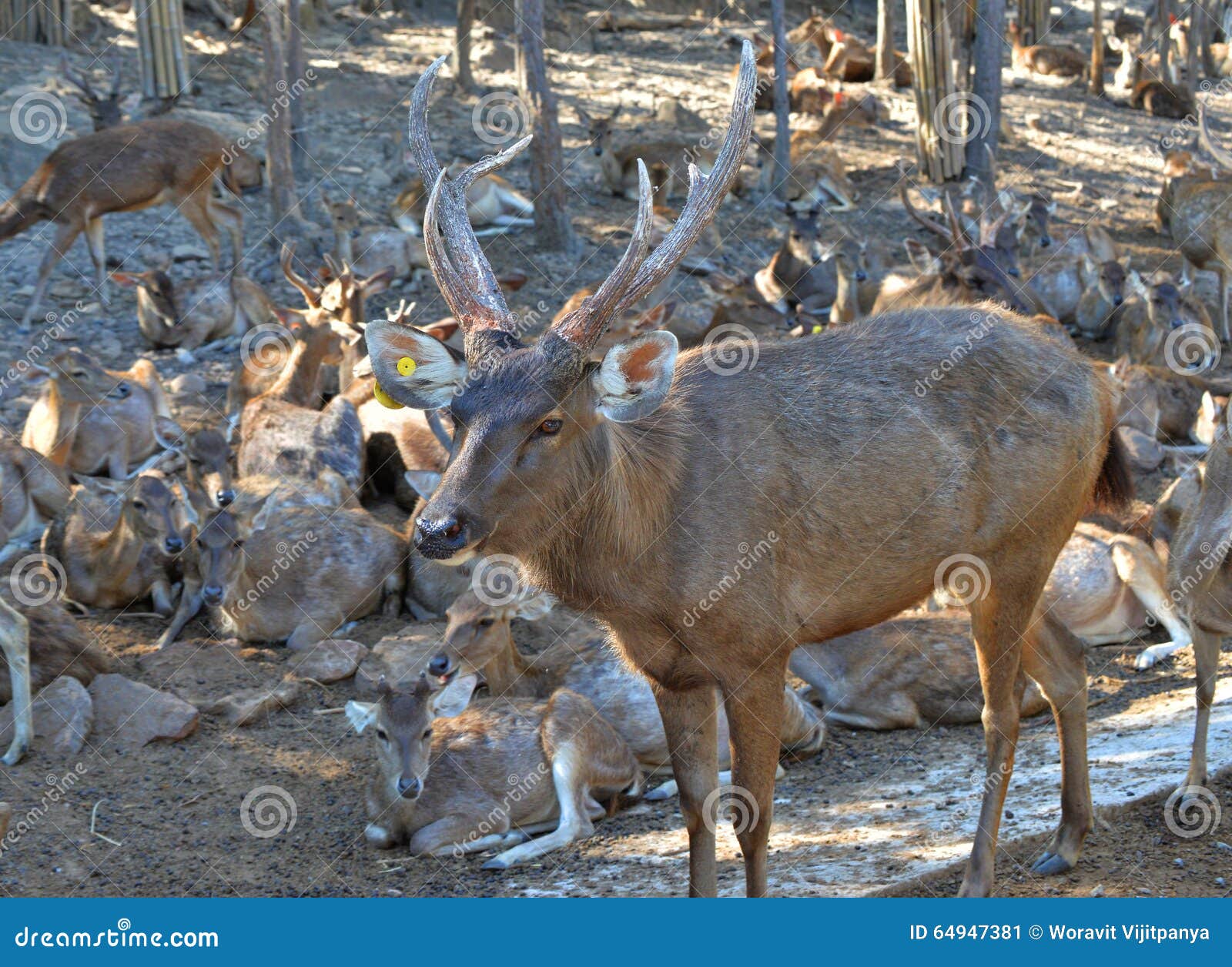 Deer on the farm stock image. Image of adorable, animal - 64947381