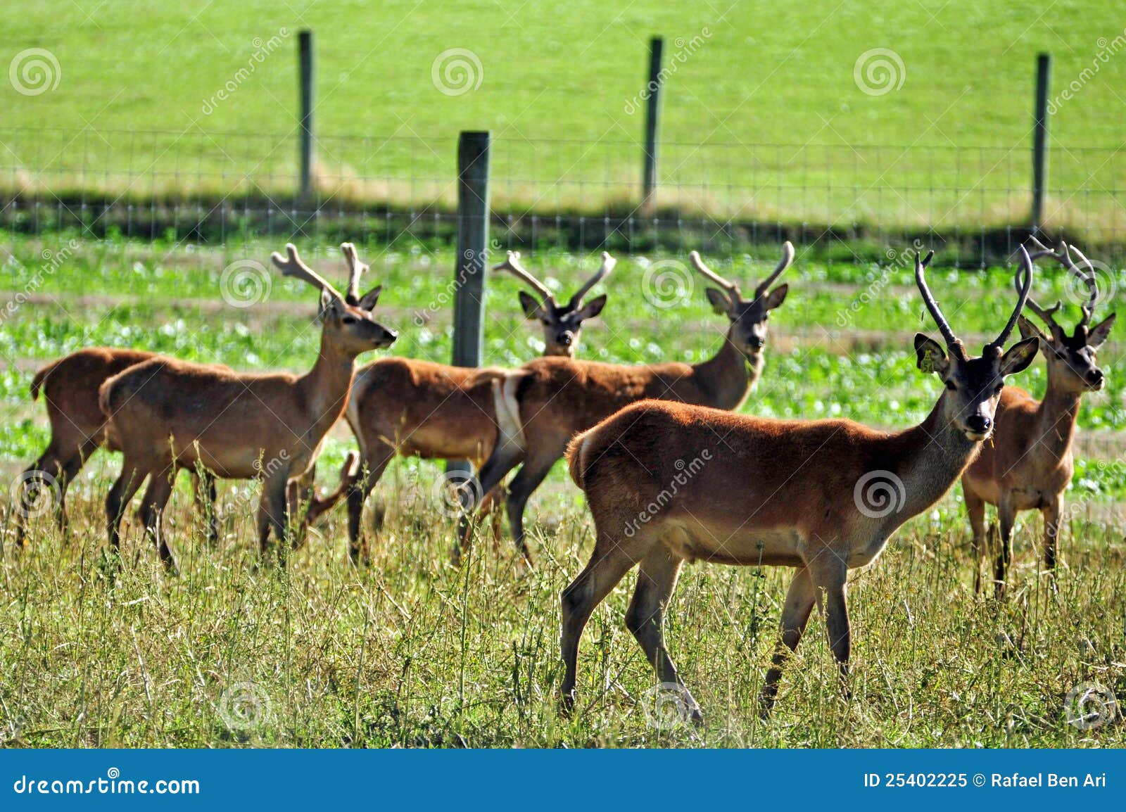 Deer Farm in New Zealand stock image. Image of meadows - 25402225