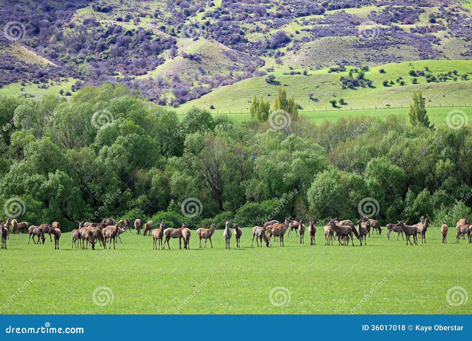 Deer farm stock photo. Image of wild, pasture, mountain - 36017018