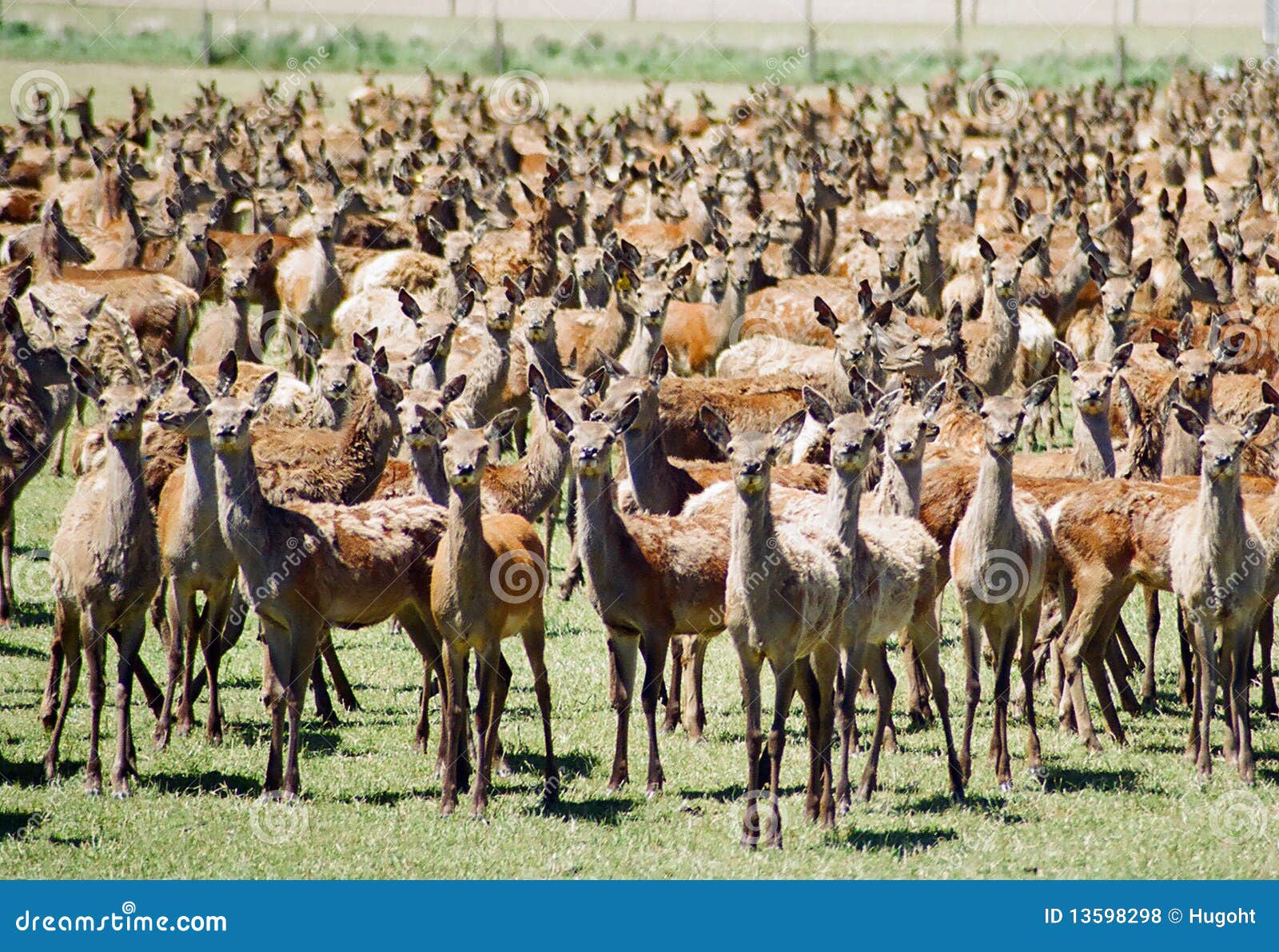Deer farming stock photo. Image of deer, outdoors, sunny - 13598298