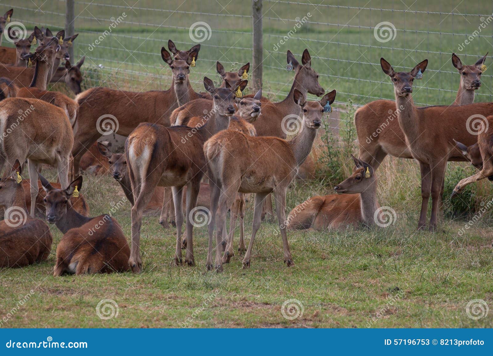 Deer farming stock image. Image of nature, breeding, grass - 57196753