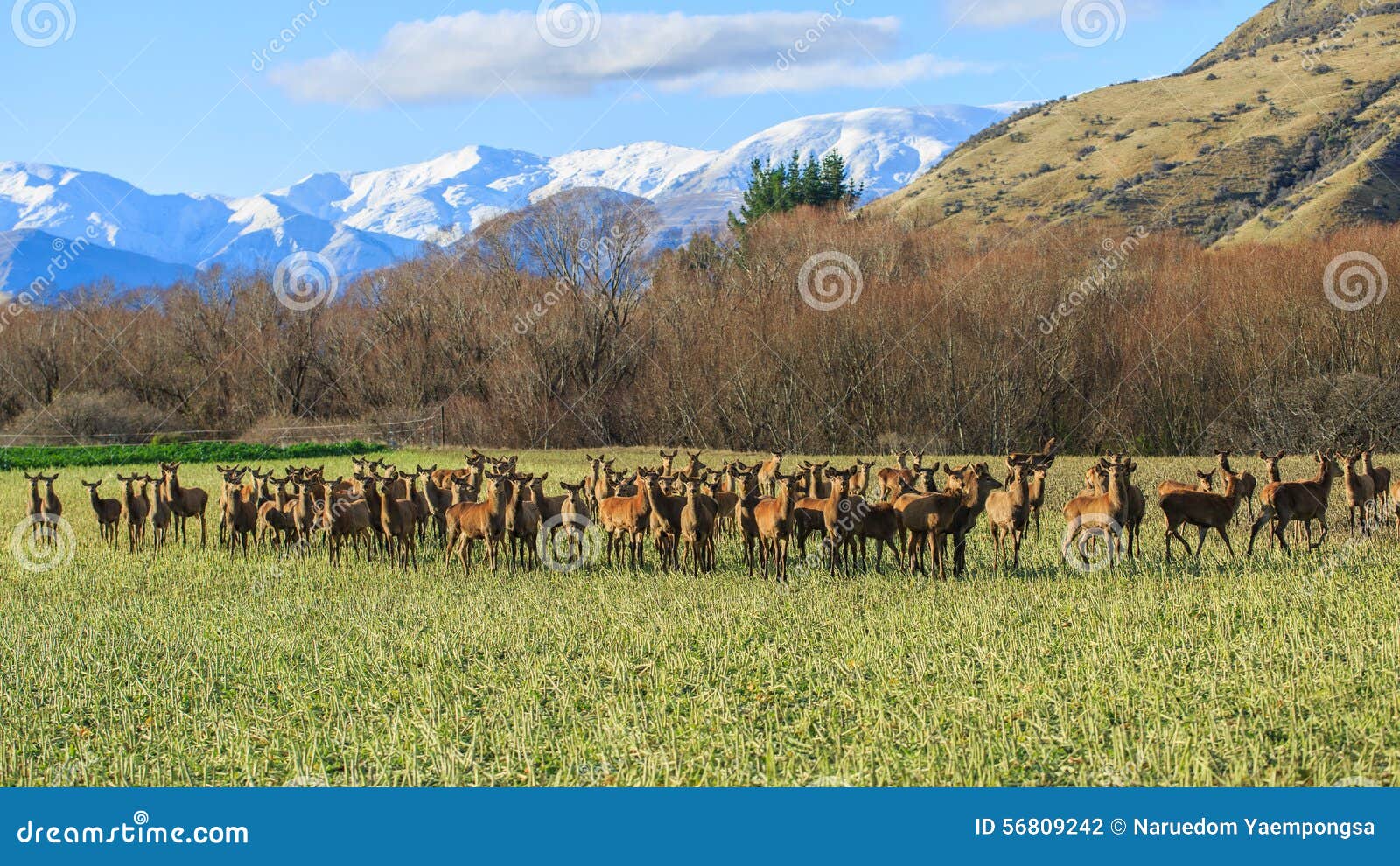 Deer farming stock photo. Image of zealand, scenic, animal - 56809242