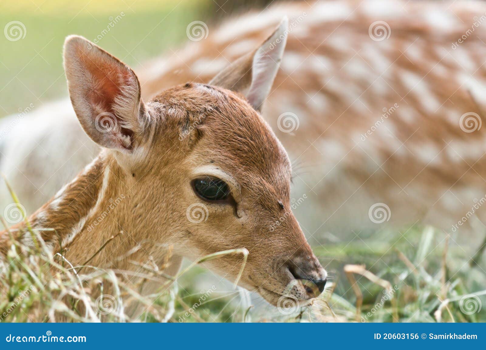 Deer fawn stock photo. Image of fawn, stag, alert, little - 20603156