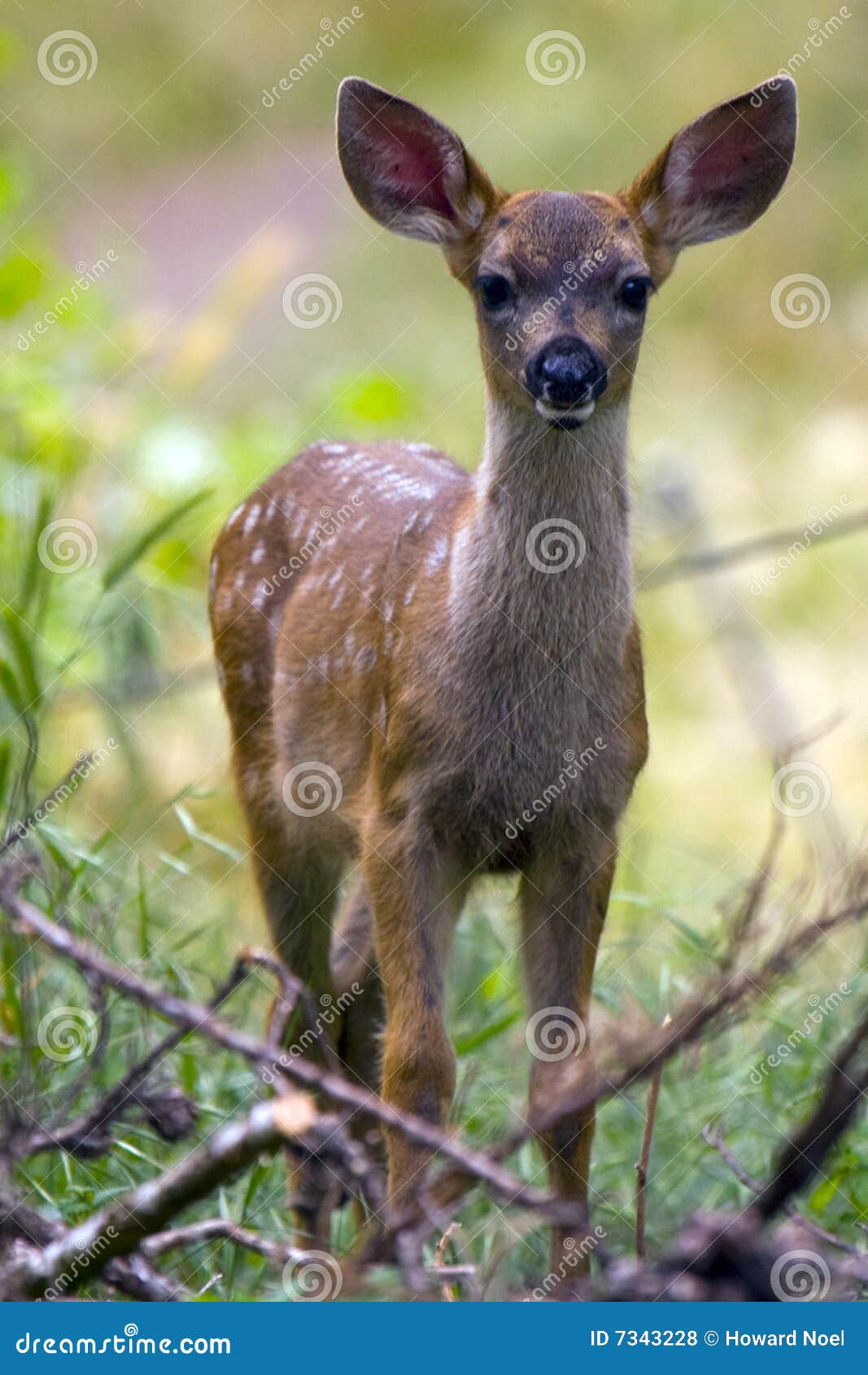 Deer fawn in the brush stock photo. Image of field, mammal - 7343228