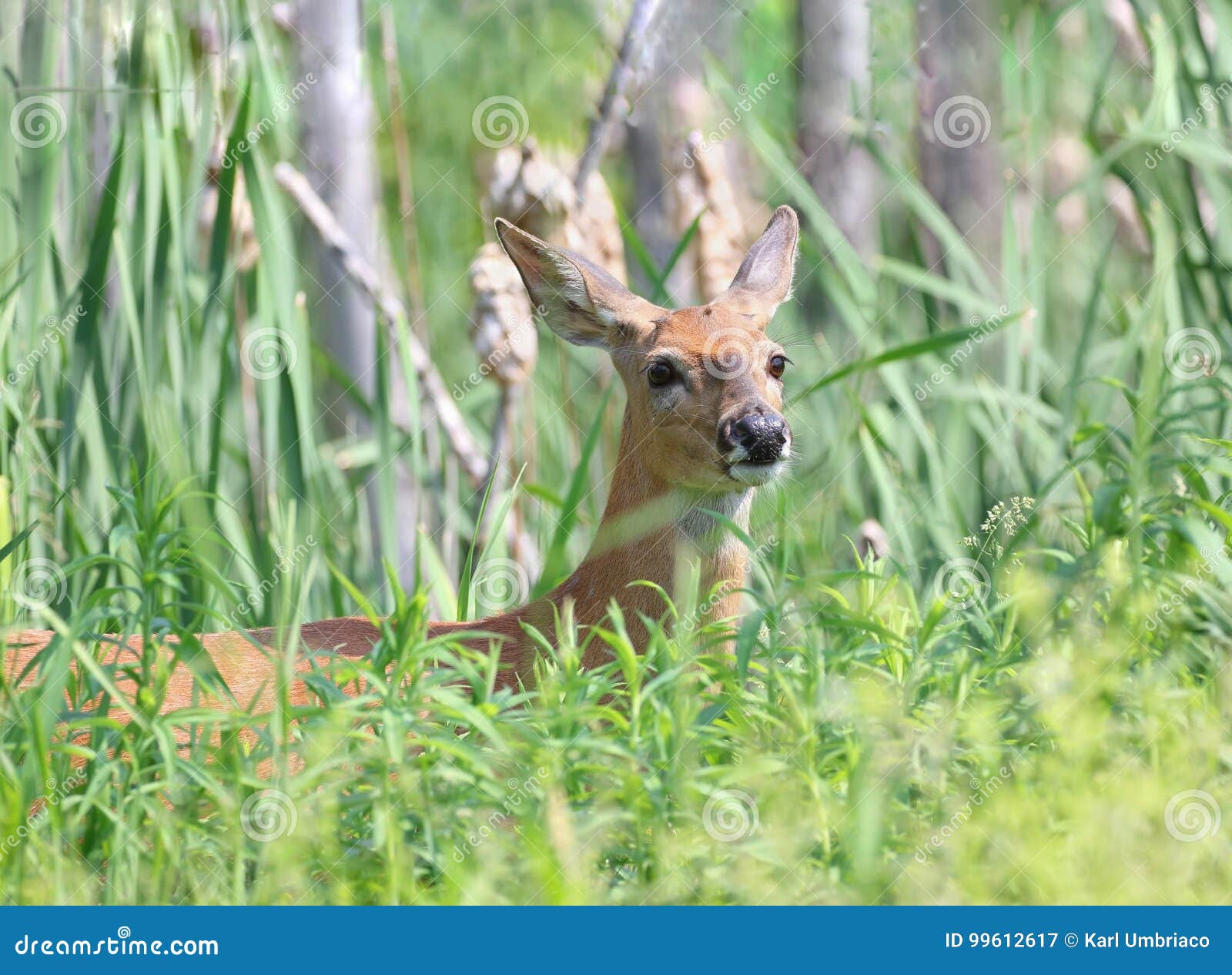 Deer stock image. Image of female, deer, summer, nature - 99612617