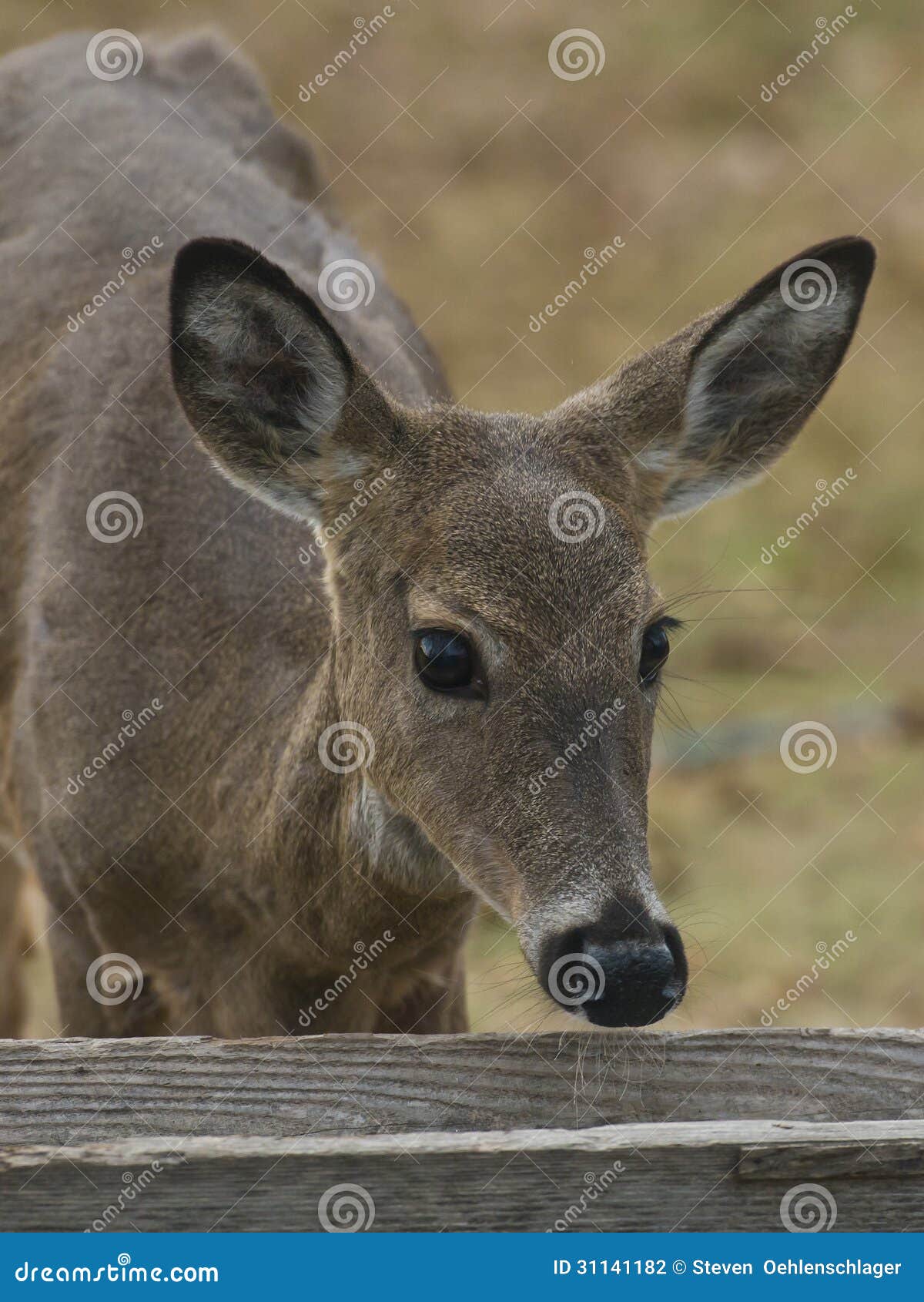 Deer at a feeder stock photo. Image of hunting, whitetails - 31141182