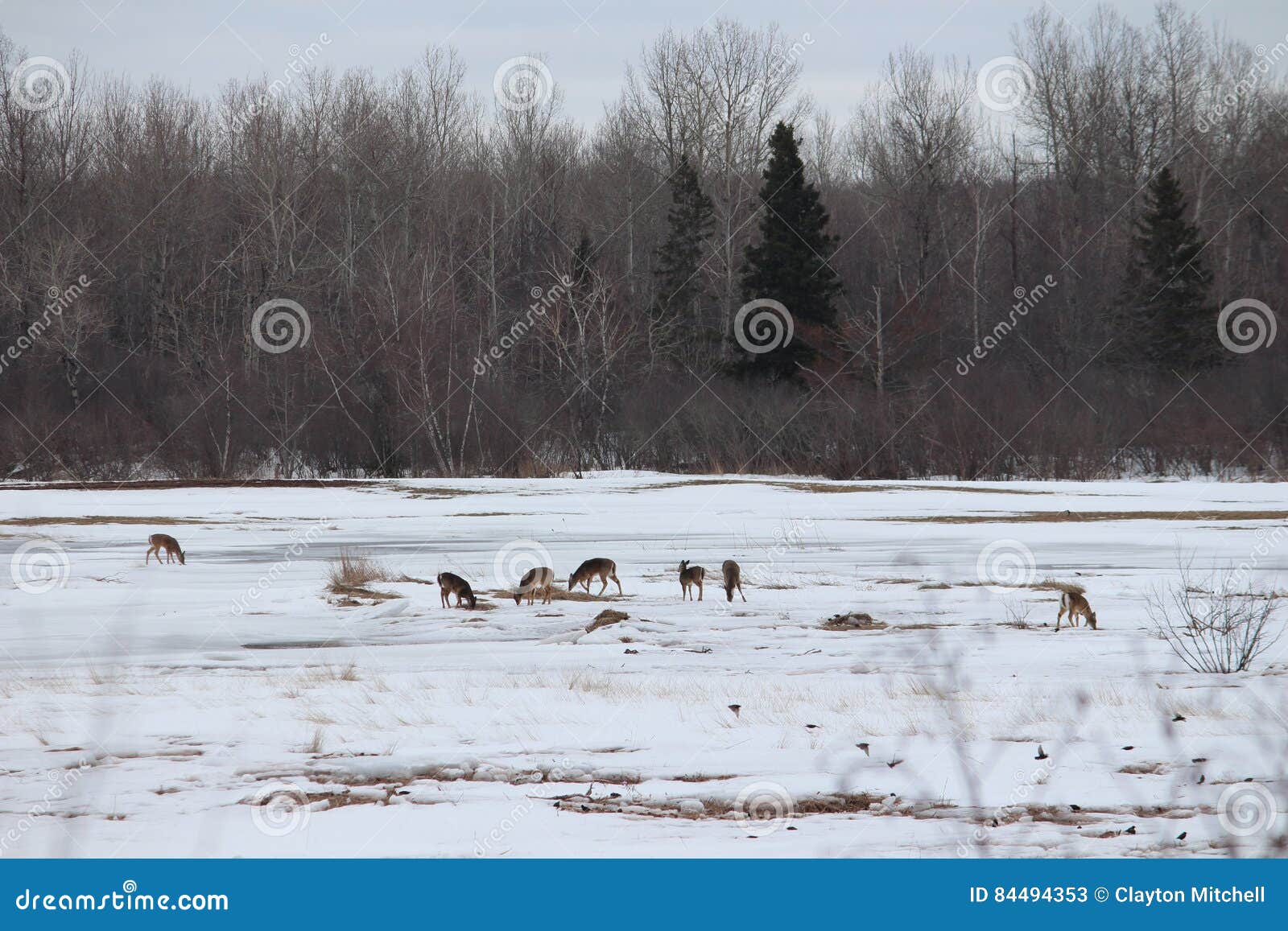 Deer feeding stock image. Image of backyard, fall, winter - 84494353