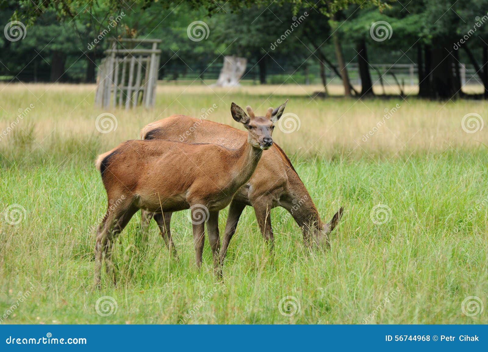 Deer feeding on grass stock photo. Image of antler, meadow - 56744968
