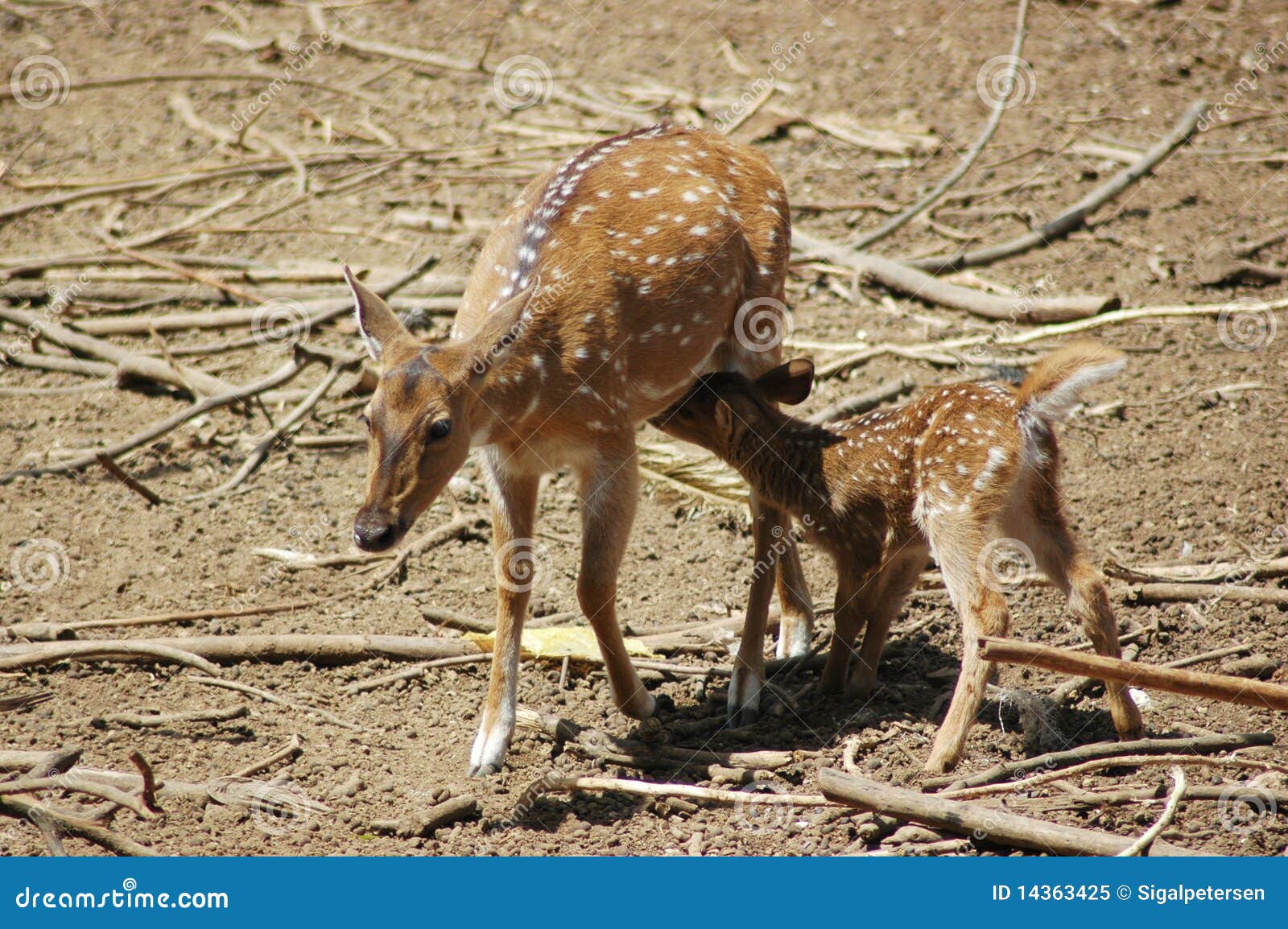 Deer feeding its fawn stock image. Image of calf, jungle - 14363425