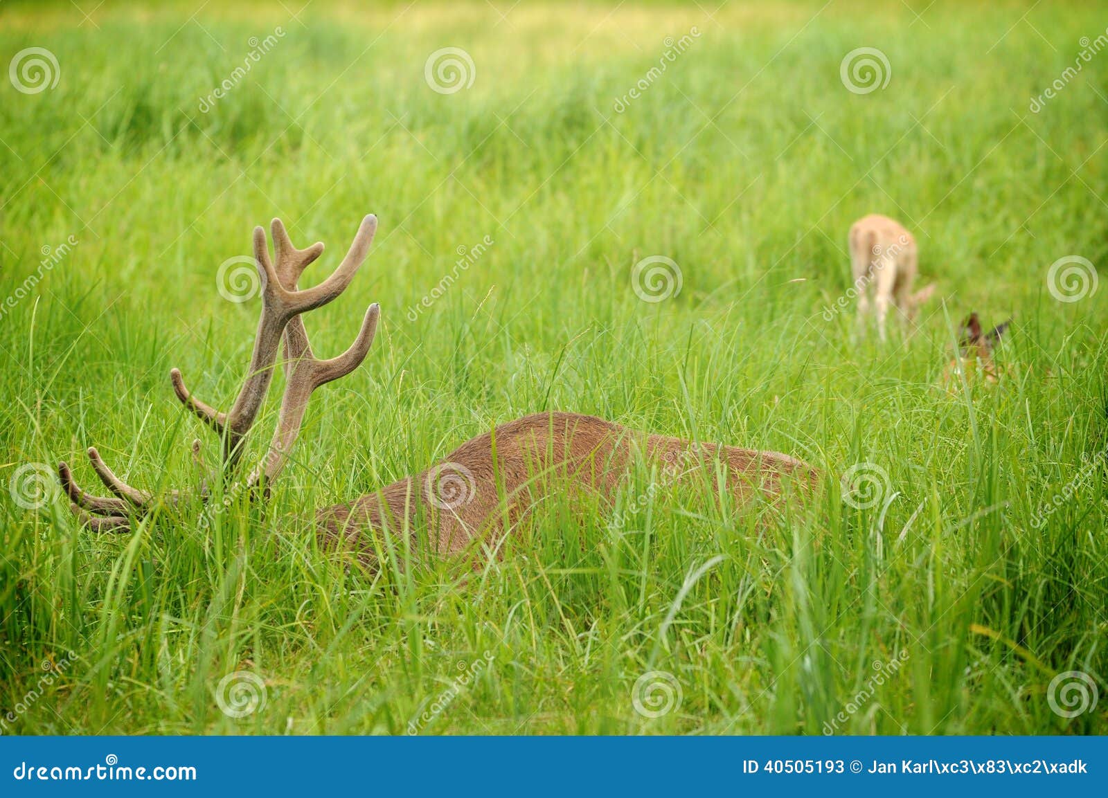 Deer feeding on the meadow stock image. Image of green - 40505193