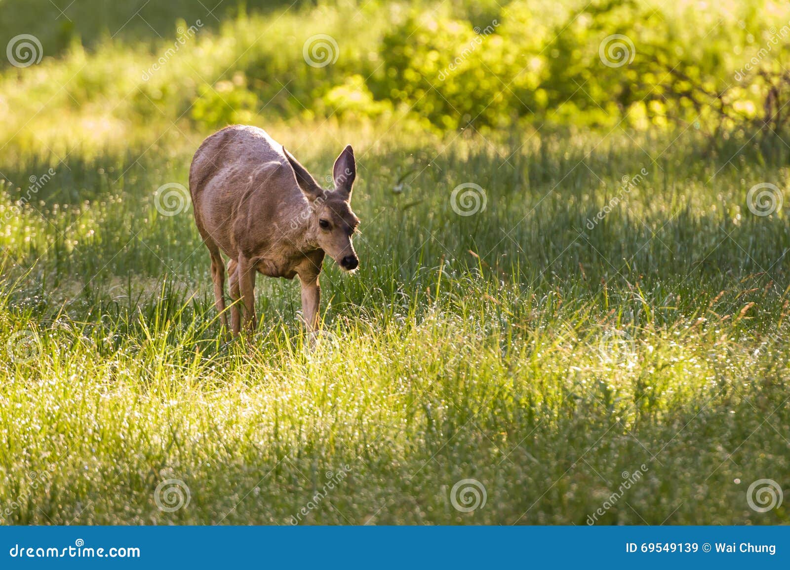 Deer feeding in morning stock image. Image of landscape - 69549139