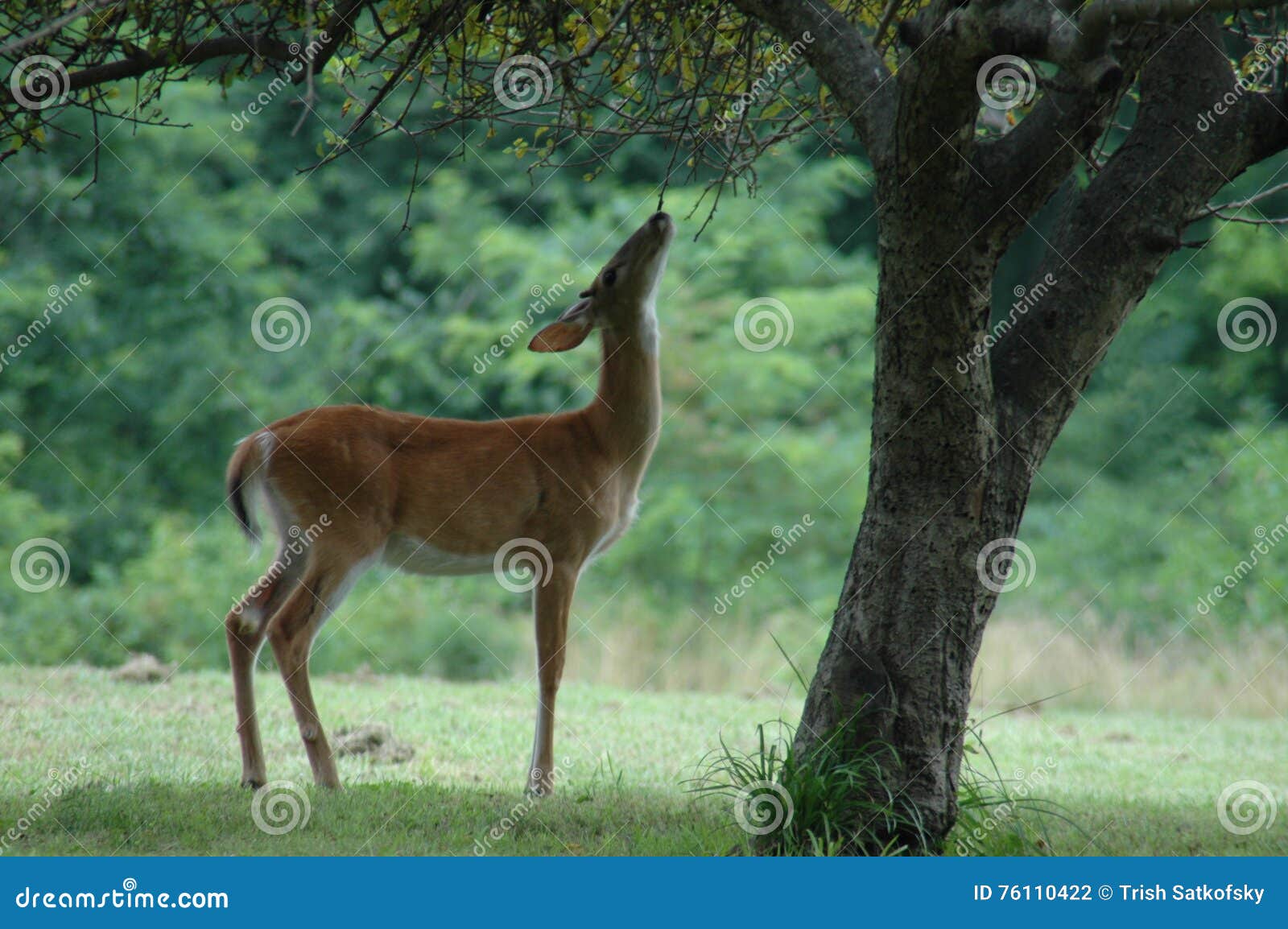 Deer Feeding on Twig stock photo. Image of wild, focus - 76110422