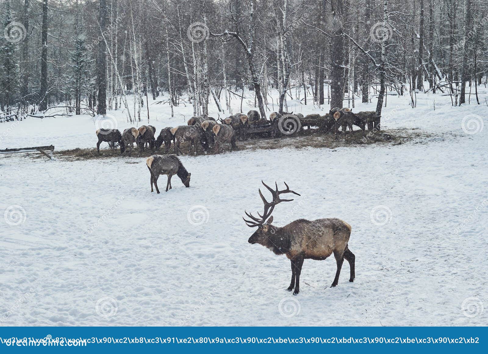 Deer Feeding in the Winter on a Maral Farm Stock Image - Image of maral ...