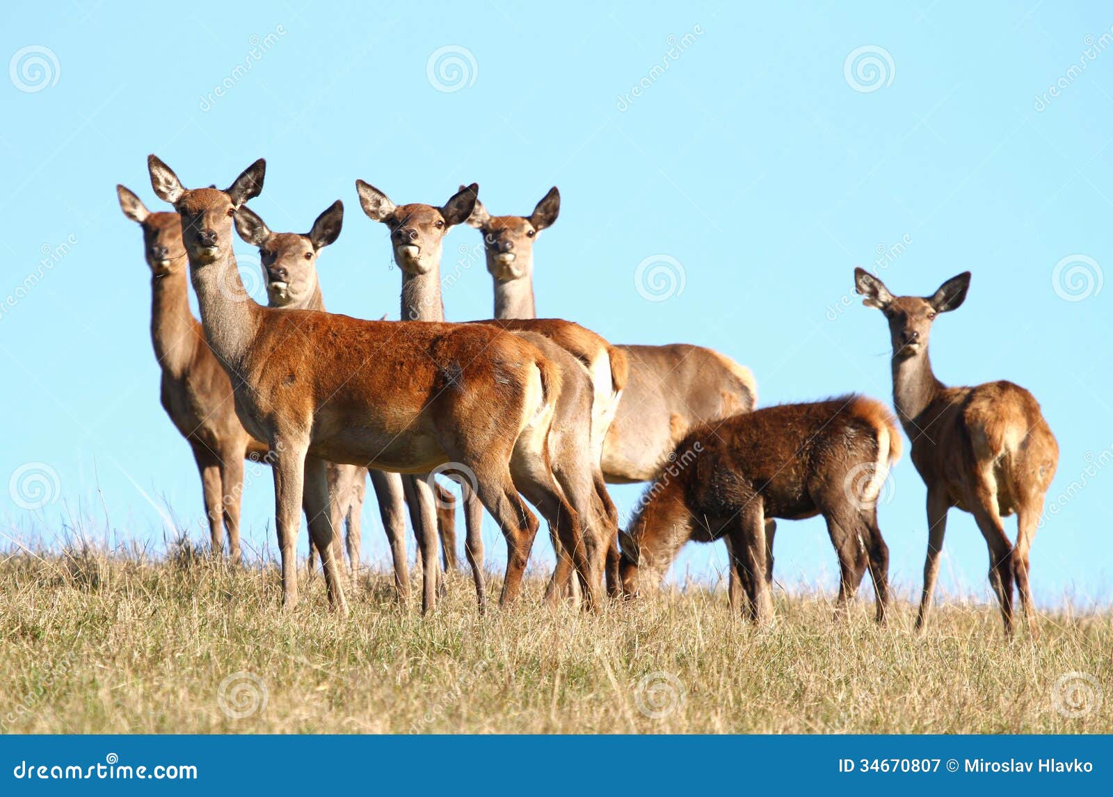 Deer females stock image. Image of wildlife, cervus, mammal - 34670807