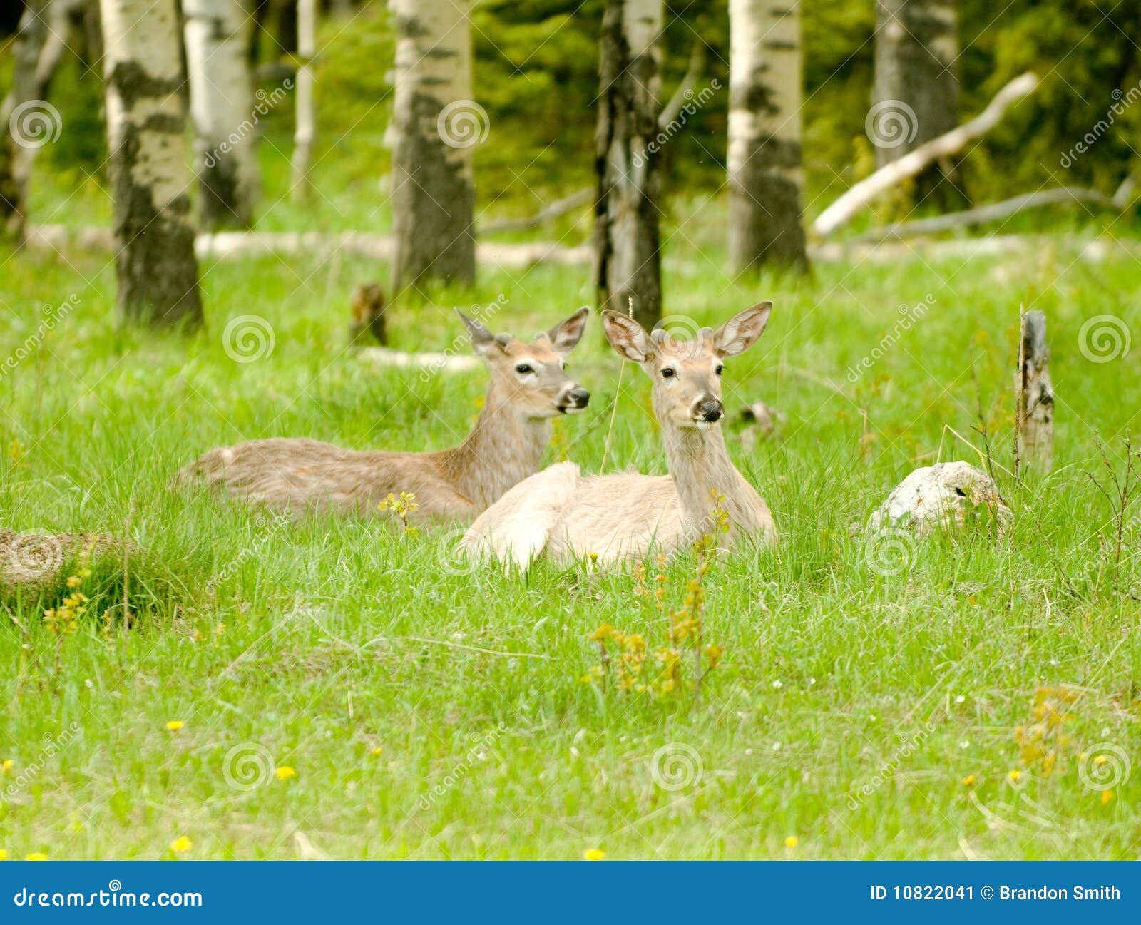 Deer in a Field stock image. Image of animal, deer, mountains - 10822041