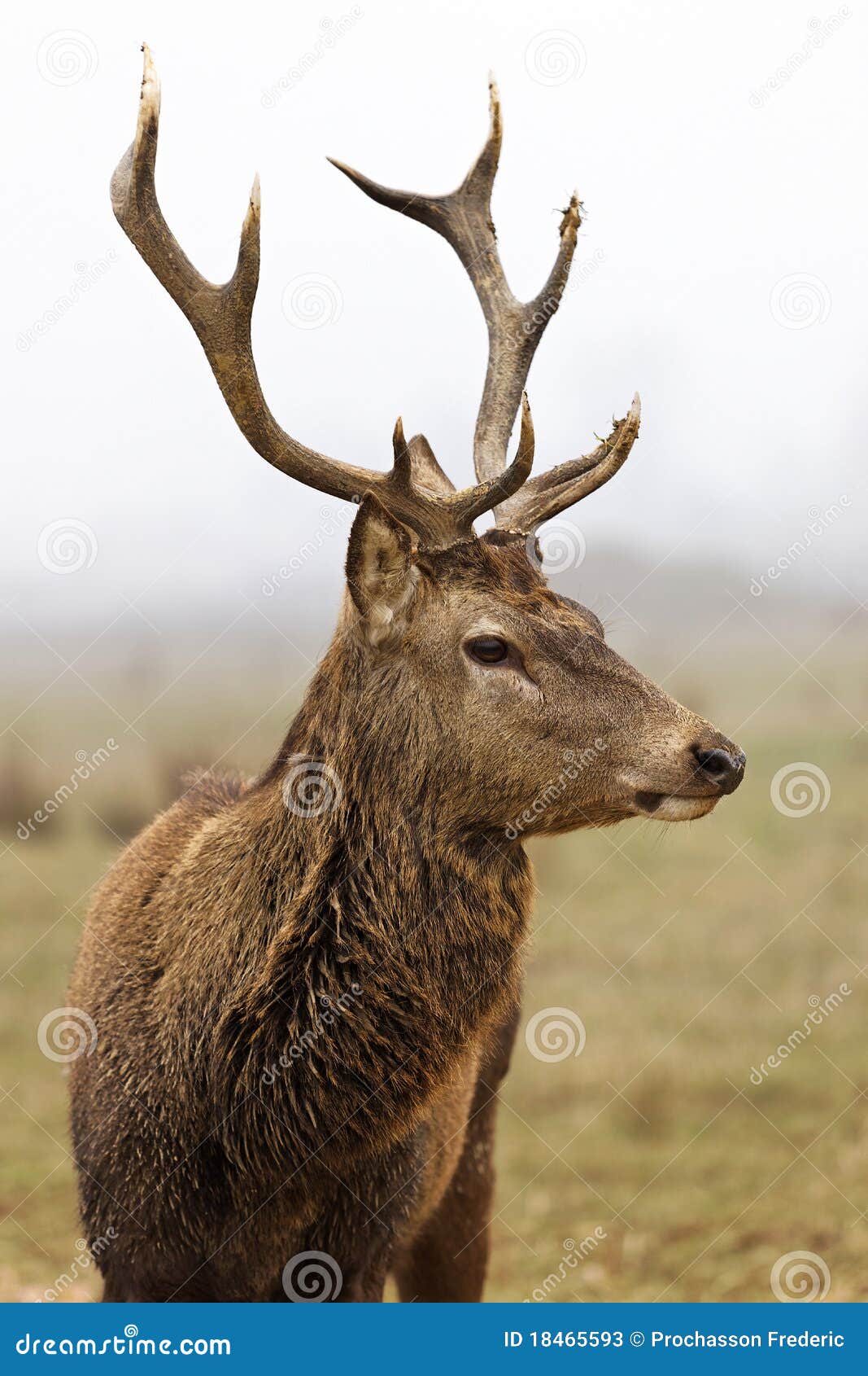 Deer in field stock image. Image of climate, grass, antlers - 18465593
