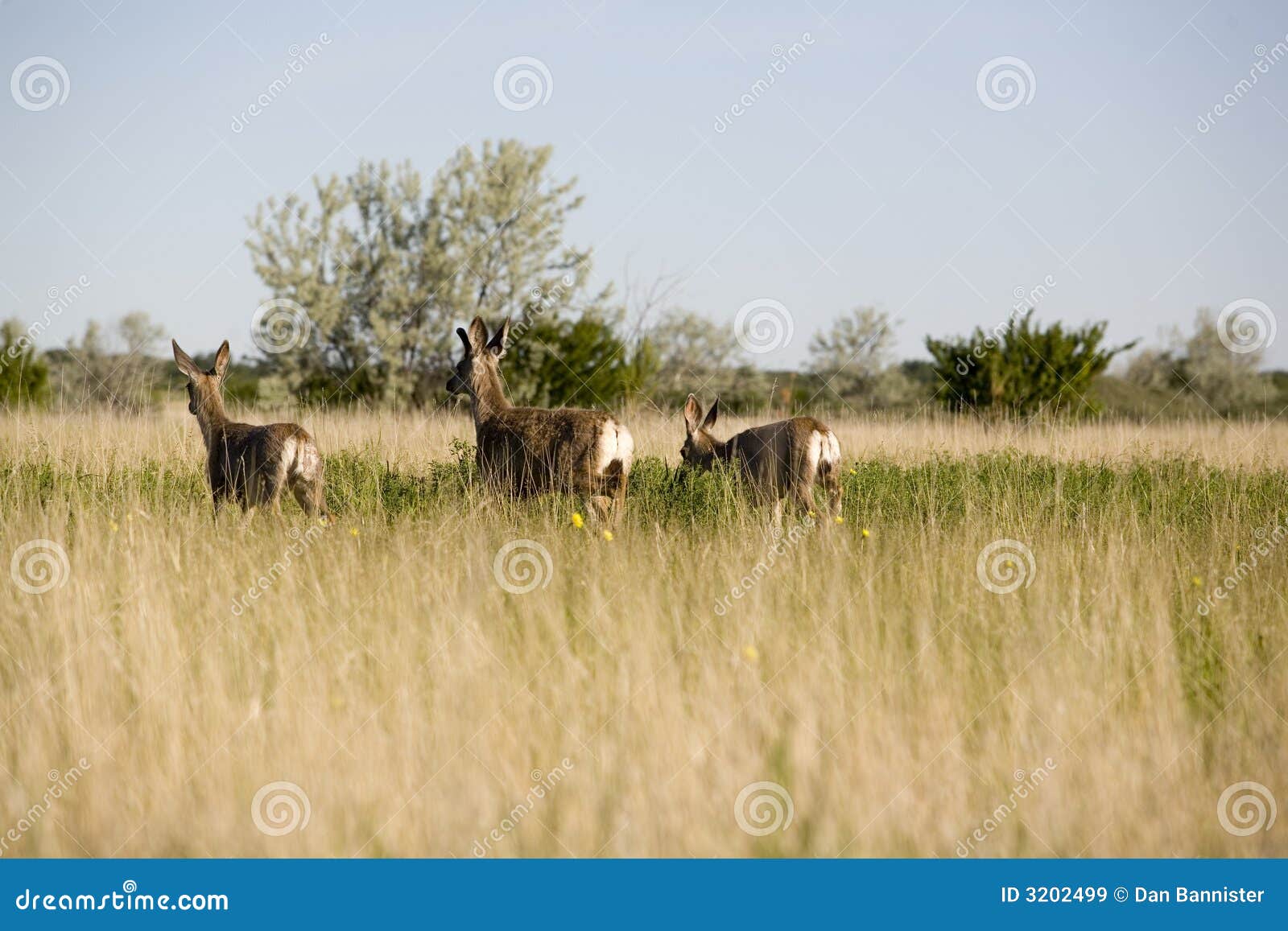 Deer in Field stock image. Image of venison, tail, wild - 3202499