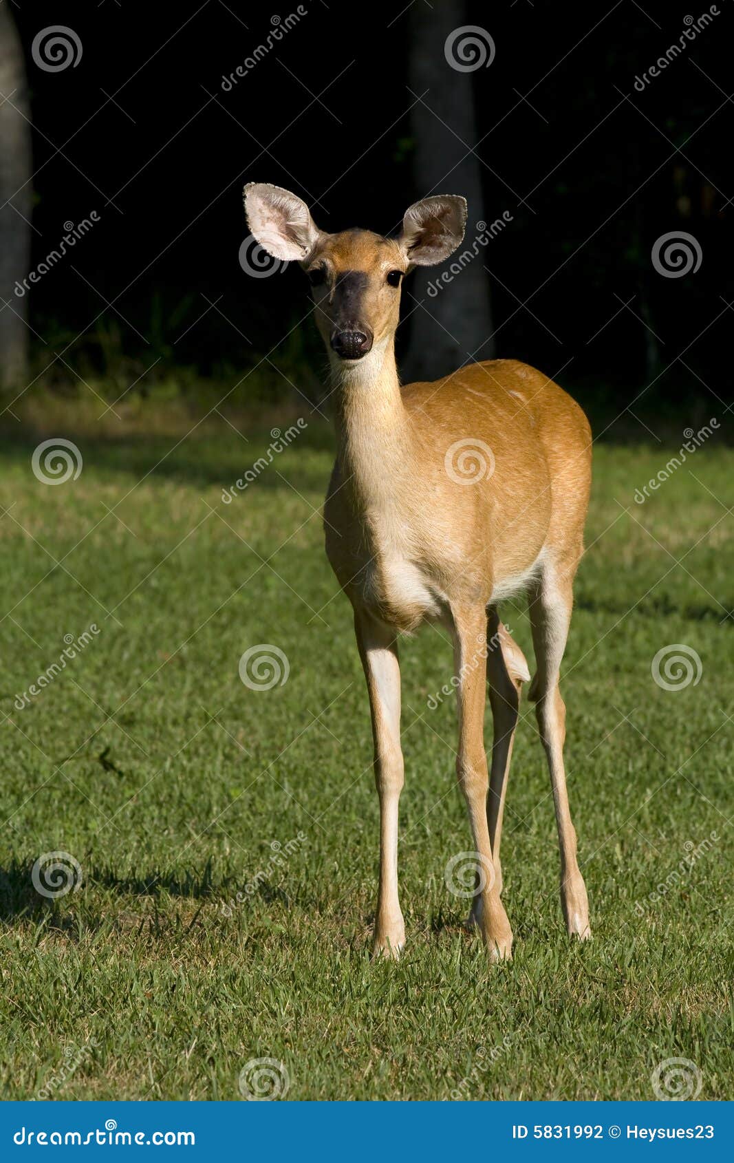 Deer in field stock photo. Image of dynamic, grassland - 5831992