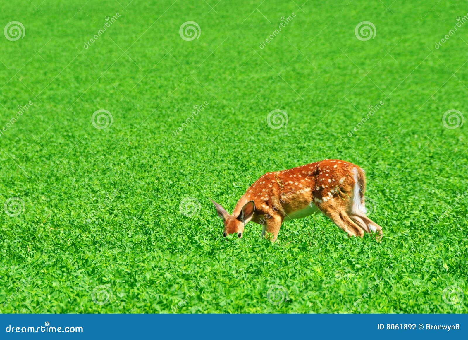 Deer in Field stock photo. Image of white, space, meadow - 8061892