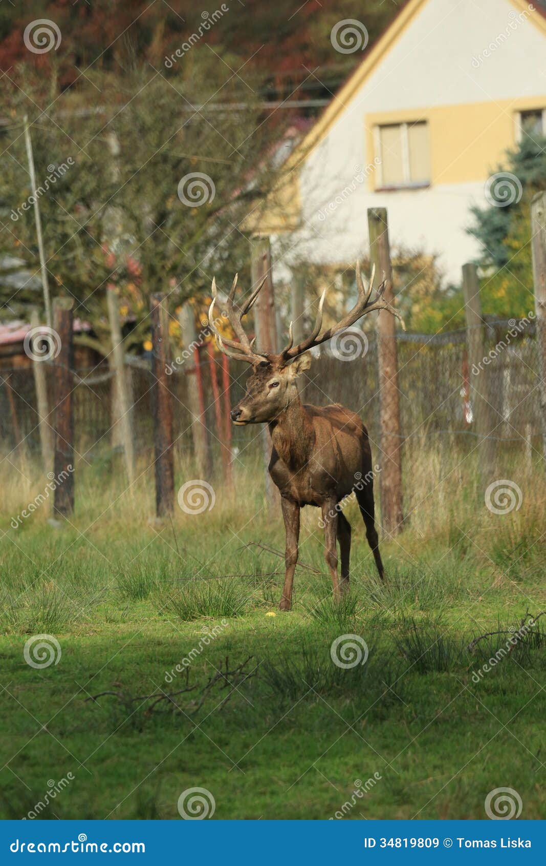 Deer in the field stock image. Image of autumn, antlers - 34819809