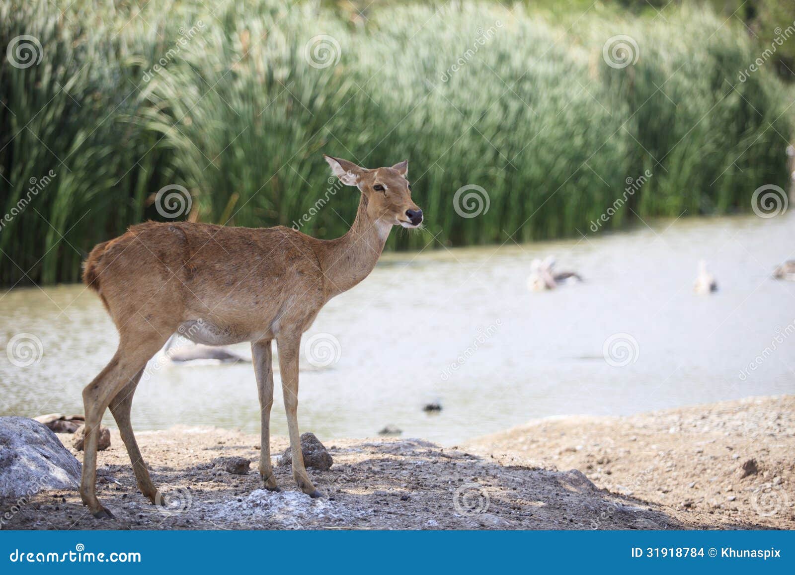 Deer in field stock photo. Image of animals, barking - 31918784