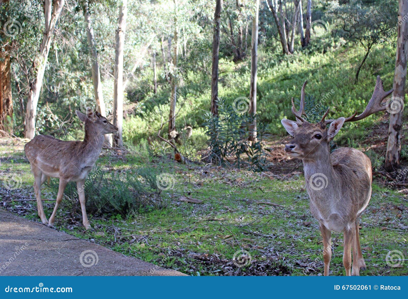 Deer in field stock image. Image of appalachian, deer - 67502061