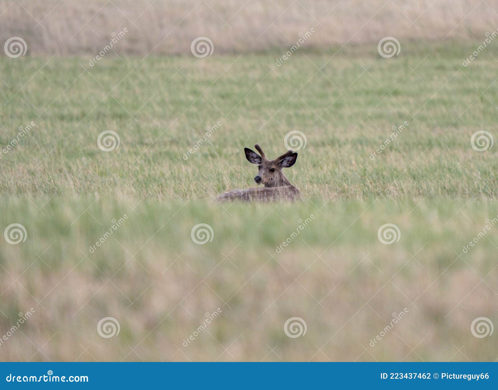 Deer in Field stock photo. Image of deer, field, nature - 223437462