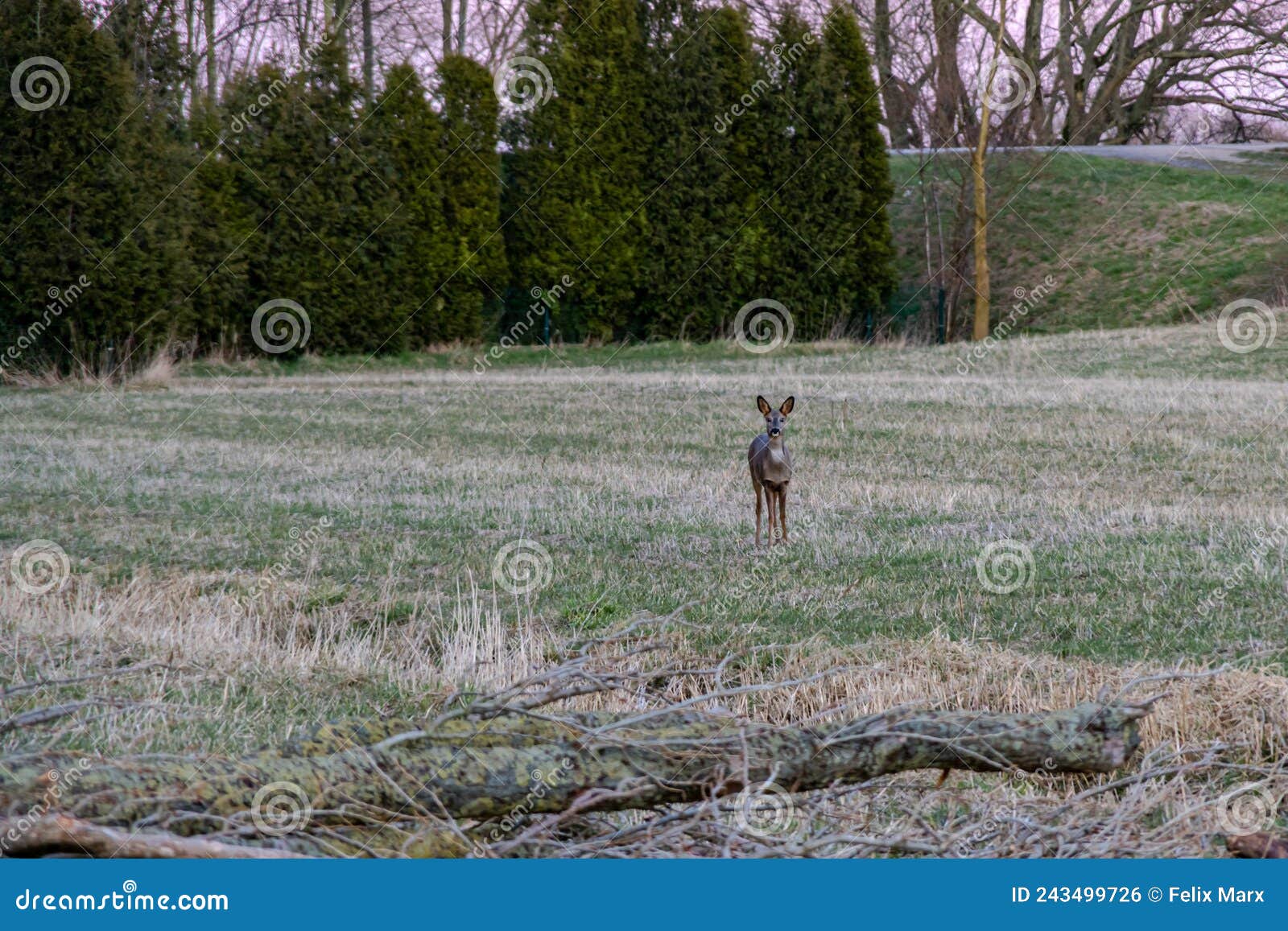 A deer on a field stock photo. Image of tree, meadow - 243499726