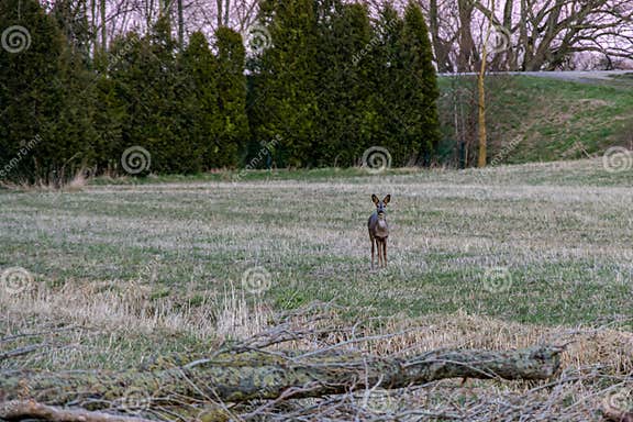 A deer on a field stock photo. Image of tree, meadow - 243499726