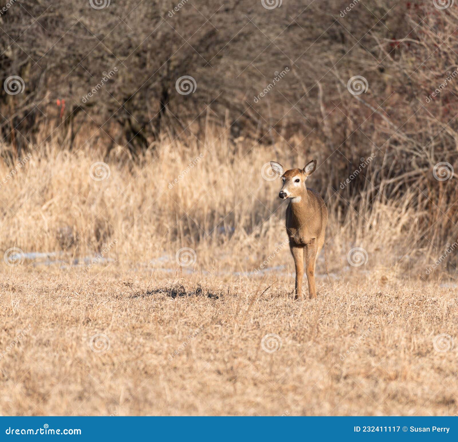 Deer in the field stock image. Image of wilderness, prairie - 232411117