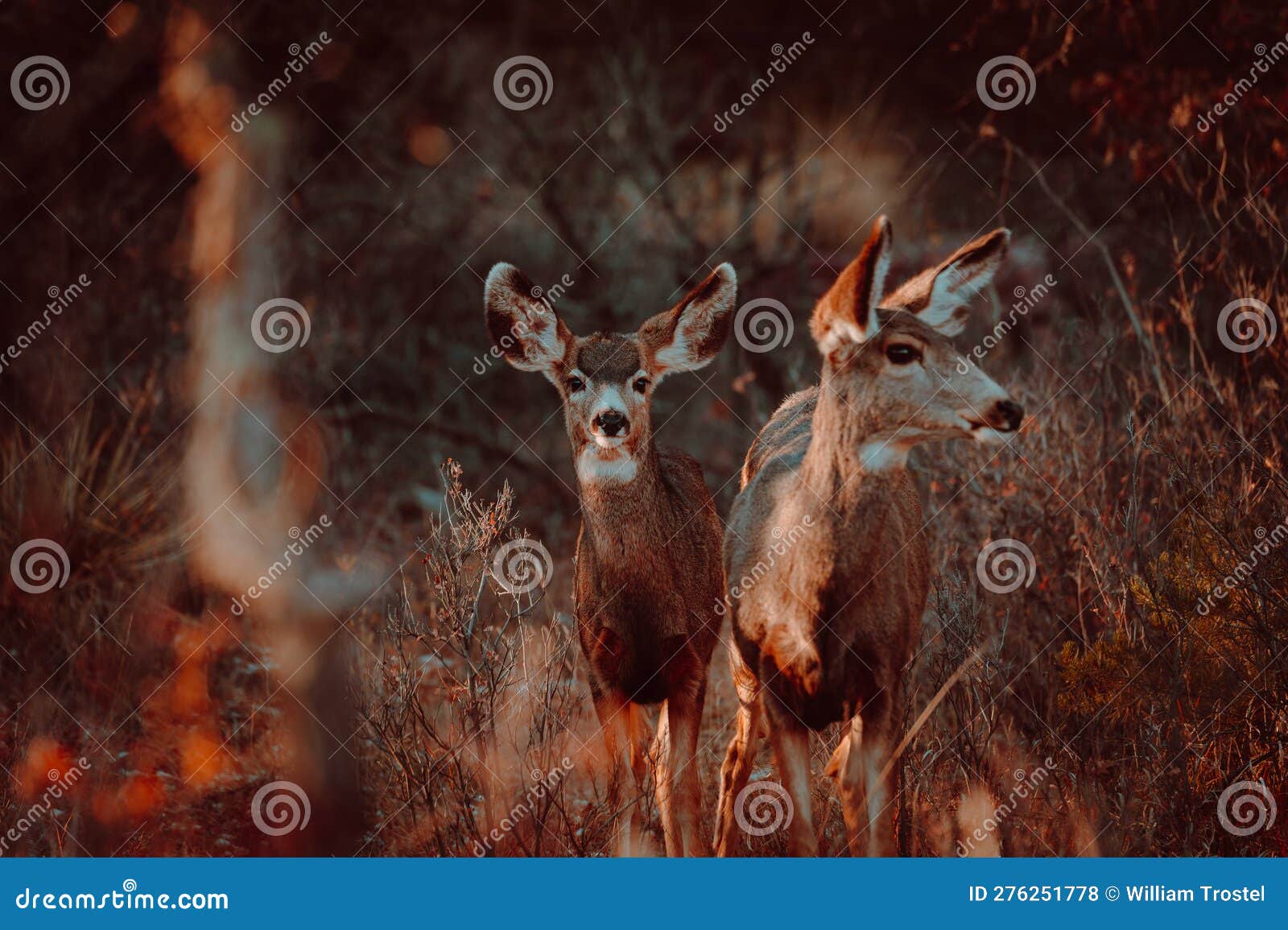 Deer in Field during Sunset Stock Photo - Image of beauty, landscape ...