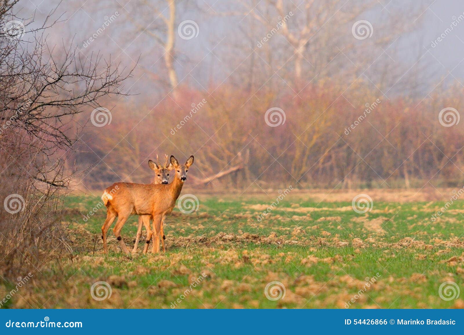 Deer on the field stock photo. Image of wilderness, countryside - 54426866