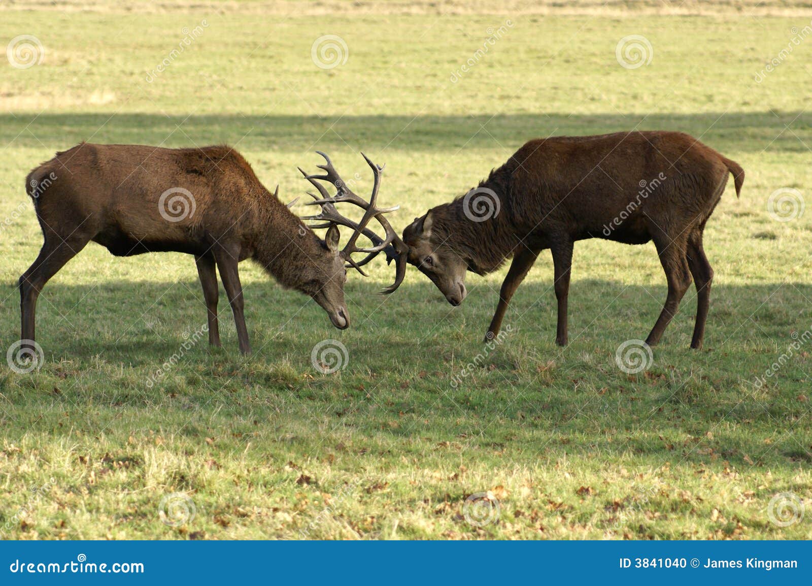 Deer Fight stock photo. Image of confrontation, mammal - 3841040