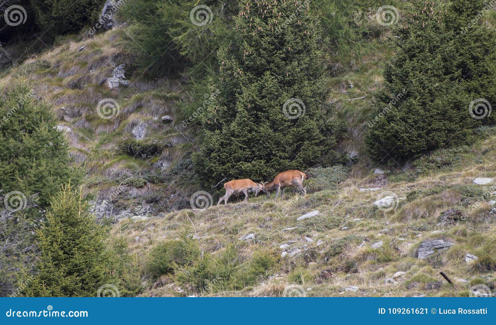 Deer fight on the alps stock image. Image of summer - 109261621