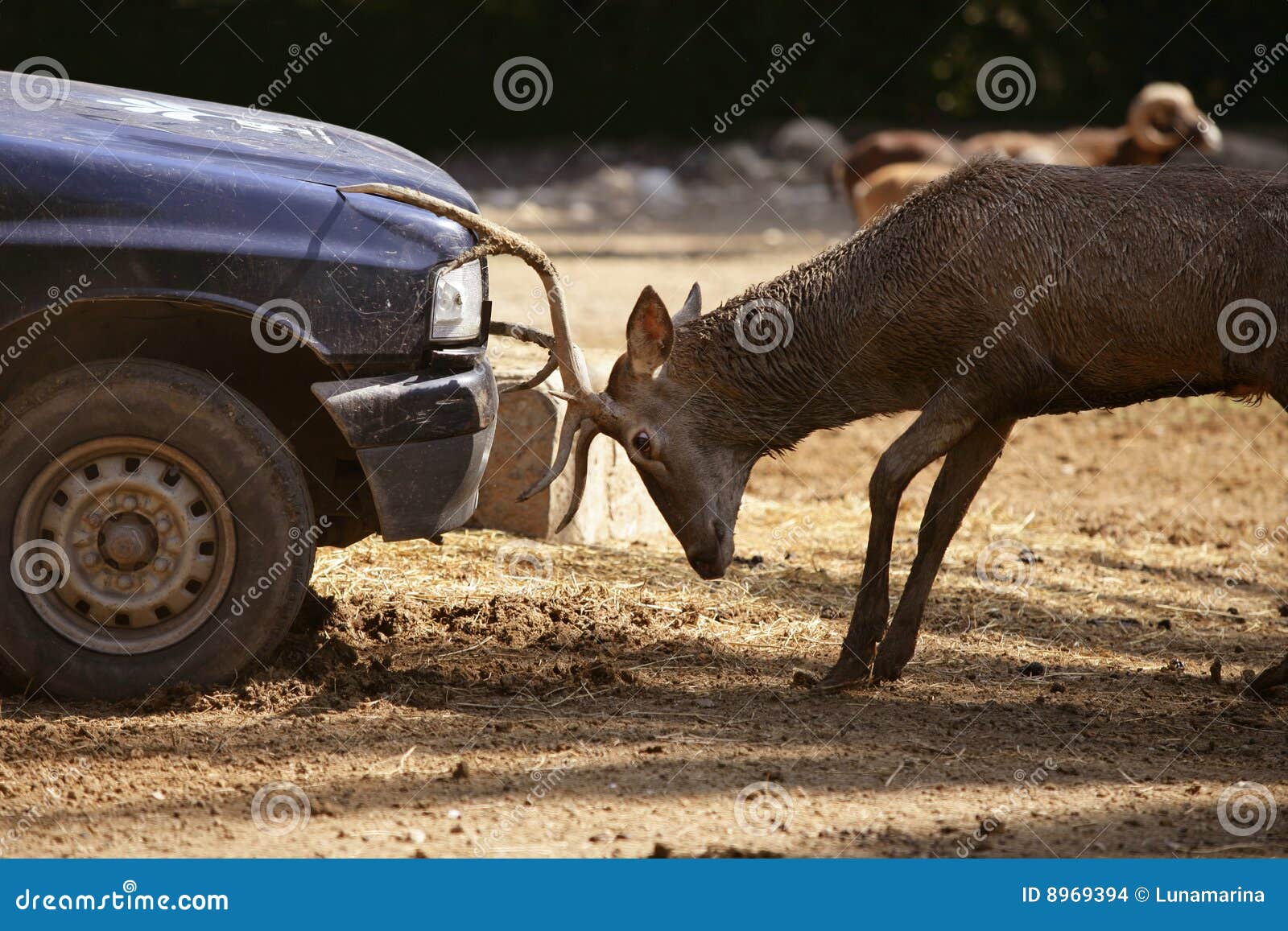 Dangerous Deer Tick On A Green Background. Ixodes Ricinus Royalty-Free ...