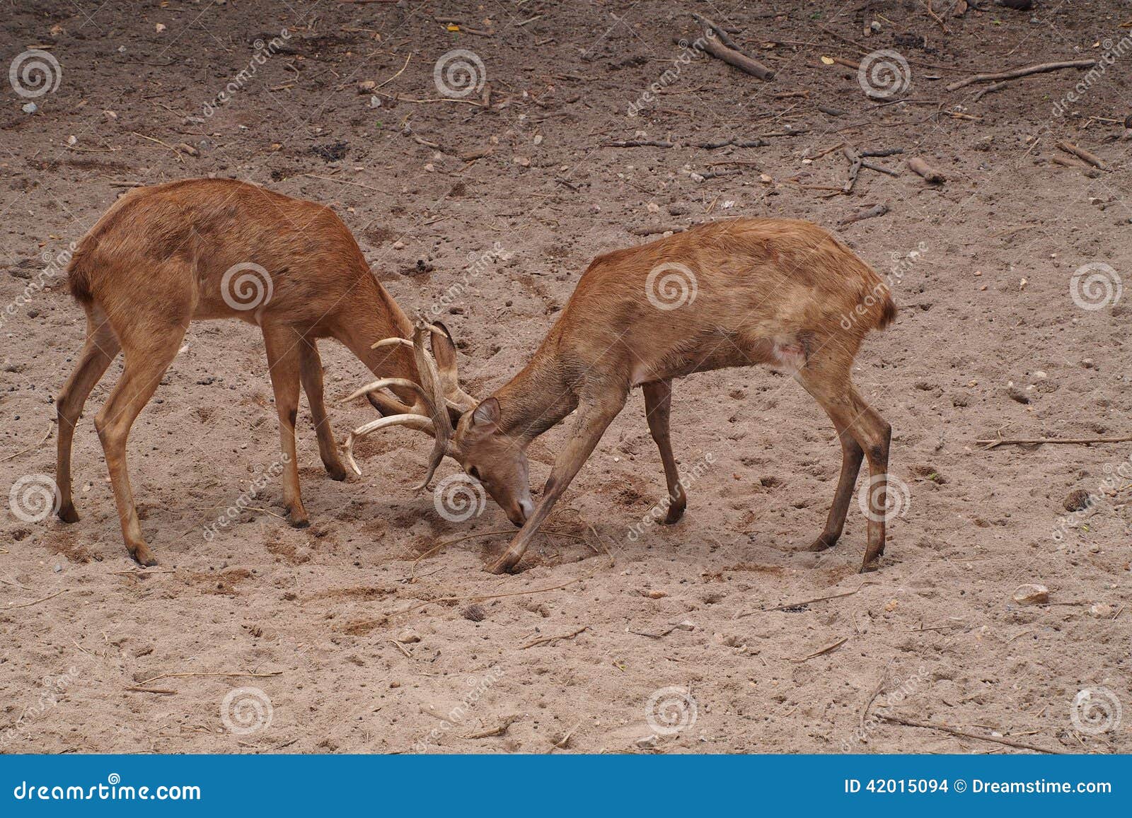 Deer Fighting stock photo. Image of brown, fighting, friendly - 42015094