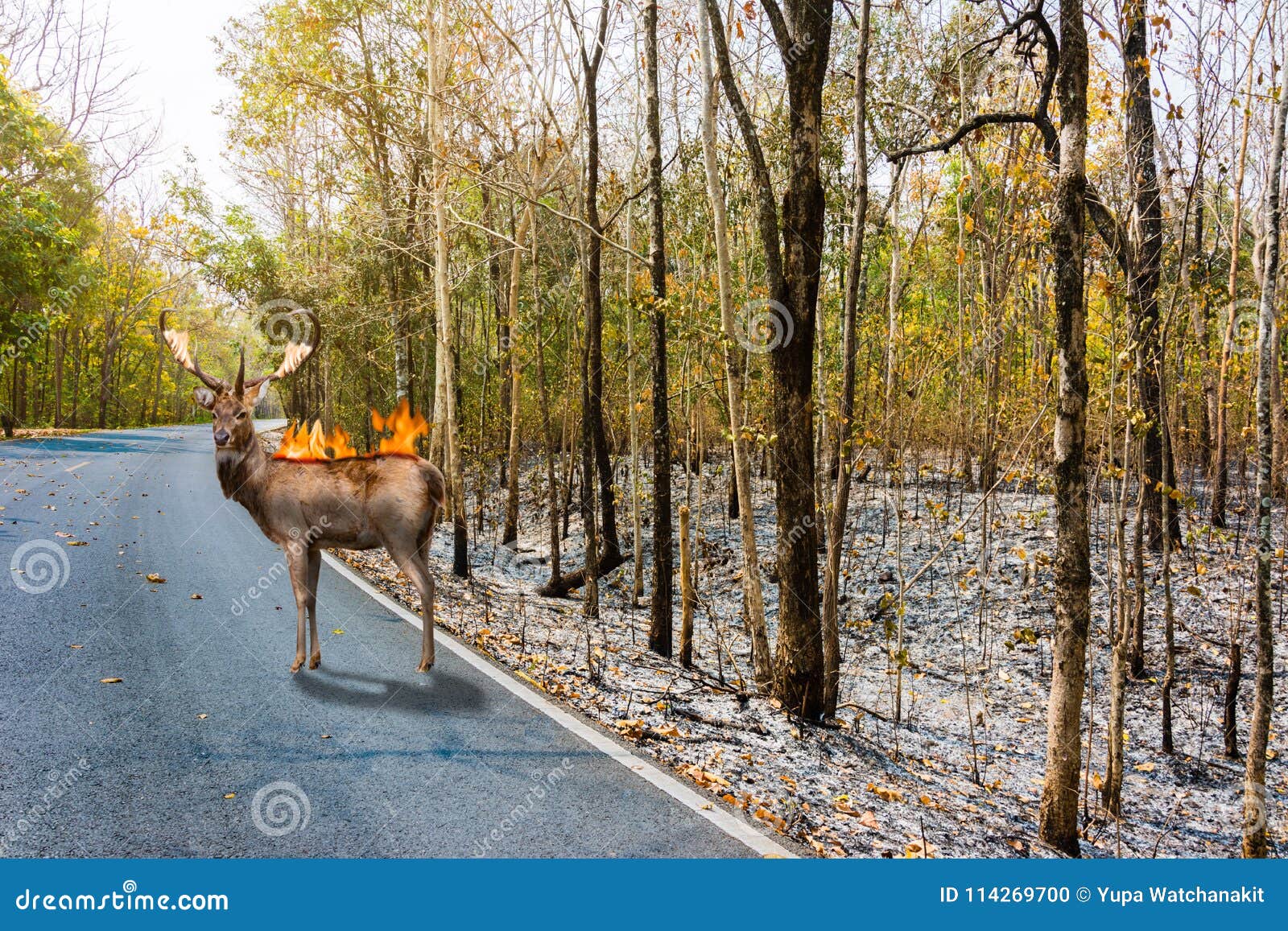 Deer with Fire Burn on it Back Stand in Burnt Debris Stock Photo ...