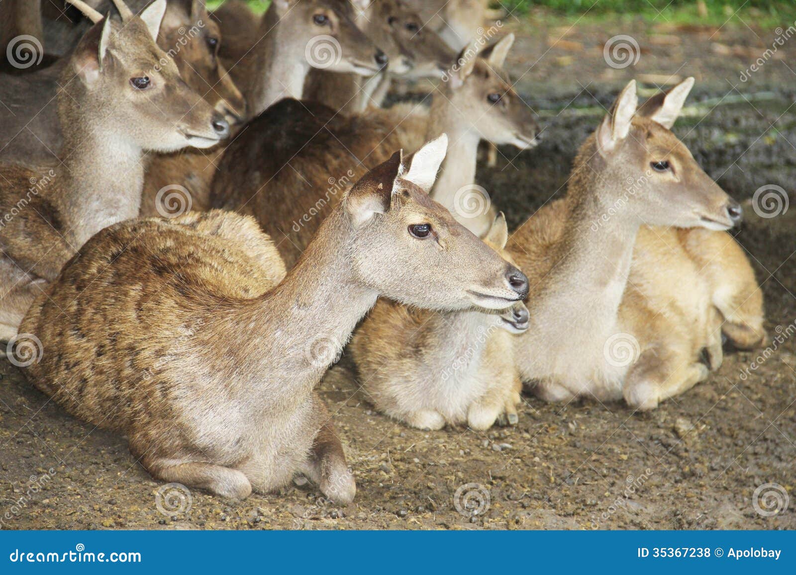 Deer Flock in Natural Habitat Stock Photo - Image of group, animal ...