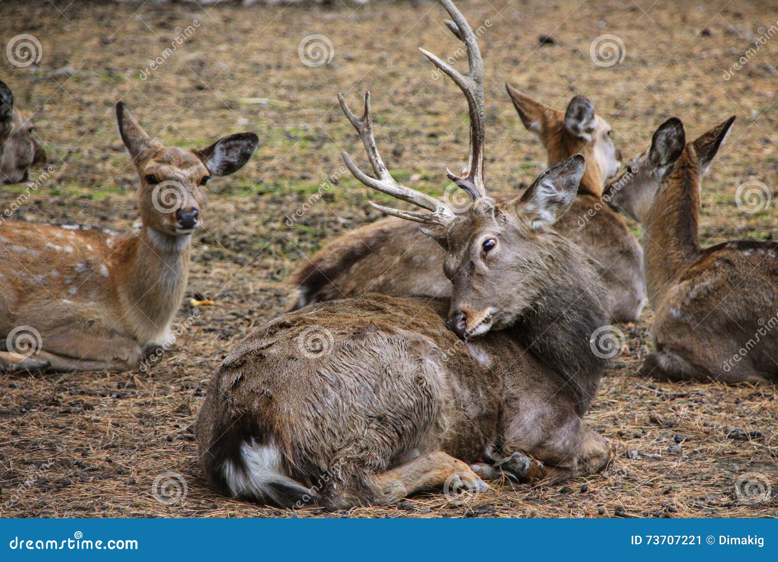 Deer flock in the park stock image. Image of flock, male - 73707221