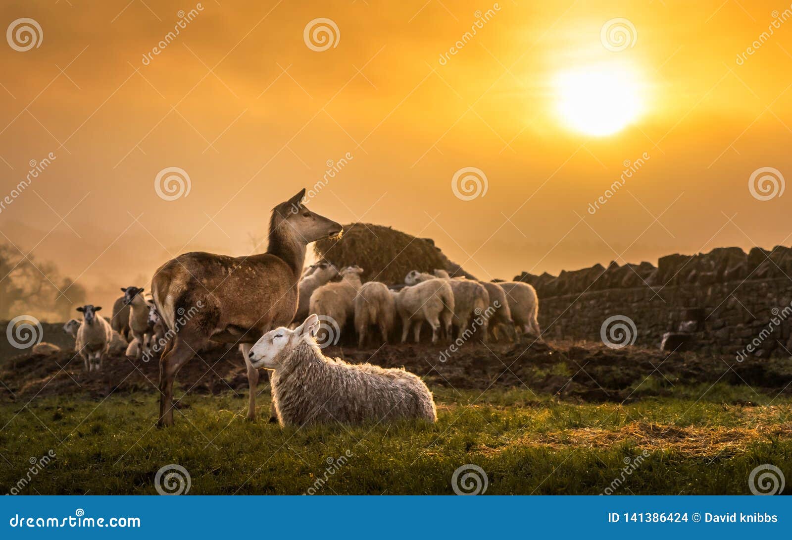 A Deer and a Flock of Sheep Enjoying a Sunrise in Broadway Cotswolds ...