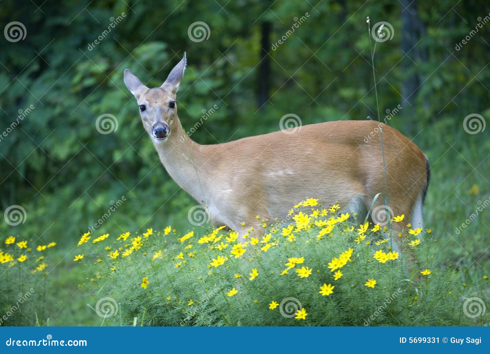 Deer in the flowers stock image. Image of wild, forest - 5699331